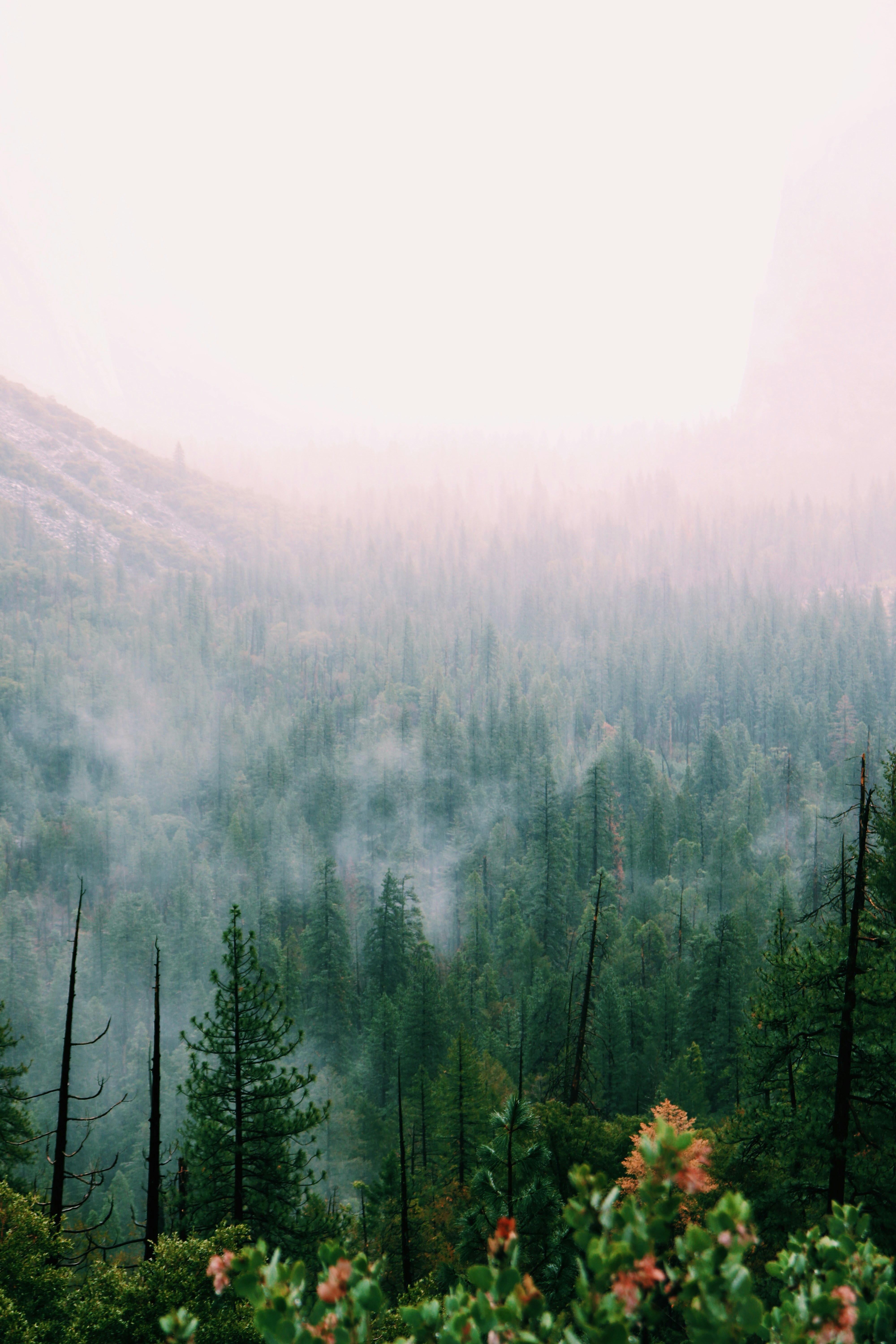 Morning Mist Over a Conifer Basin