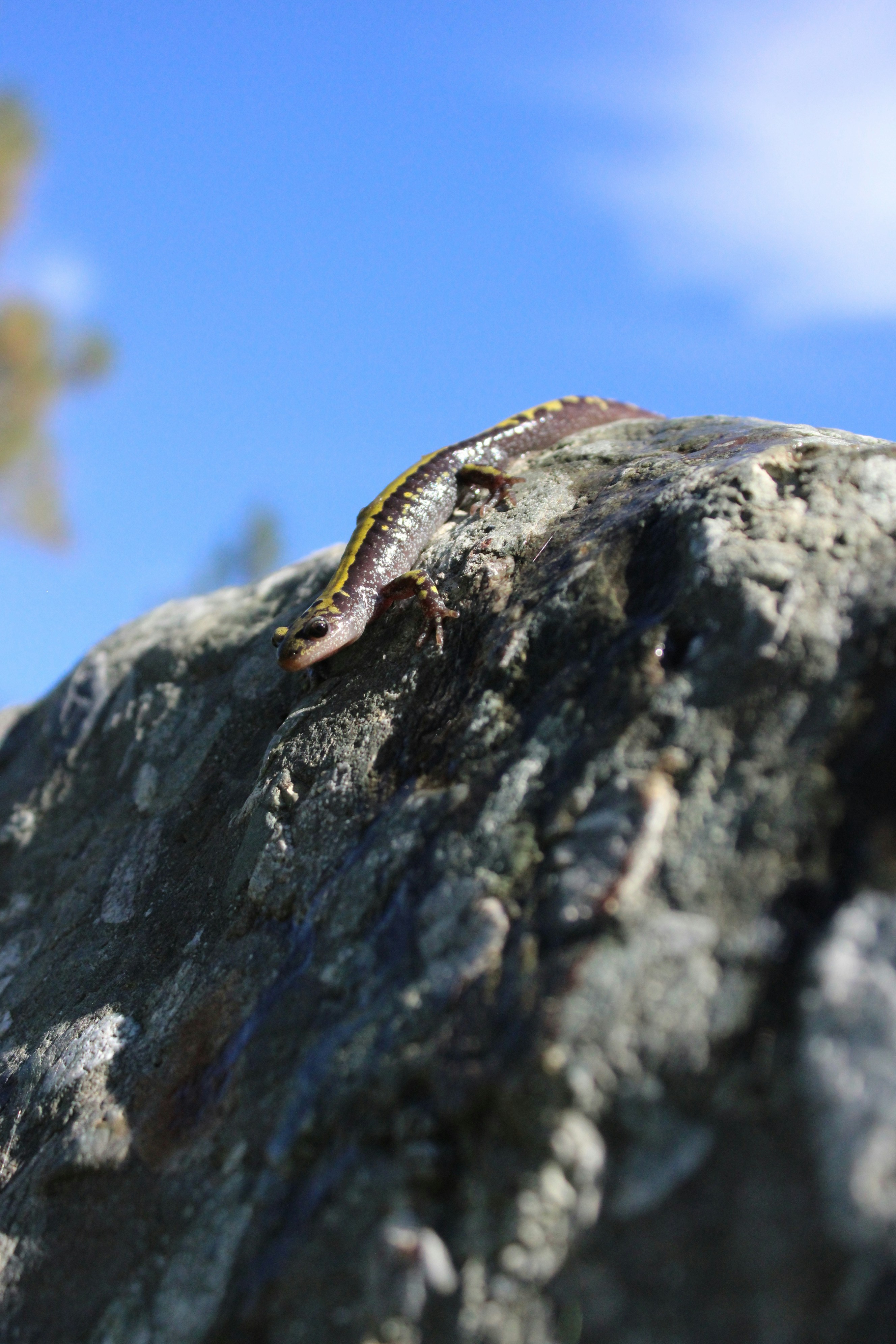 Granite Glow: A Salamander Reaches Across a Textured Rock Under a Clear Blue Sky