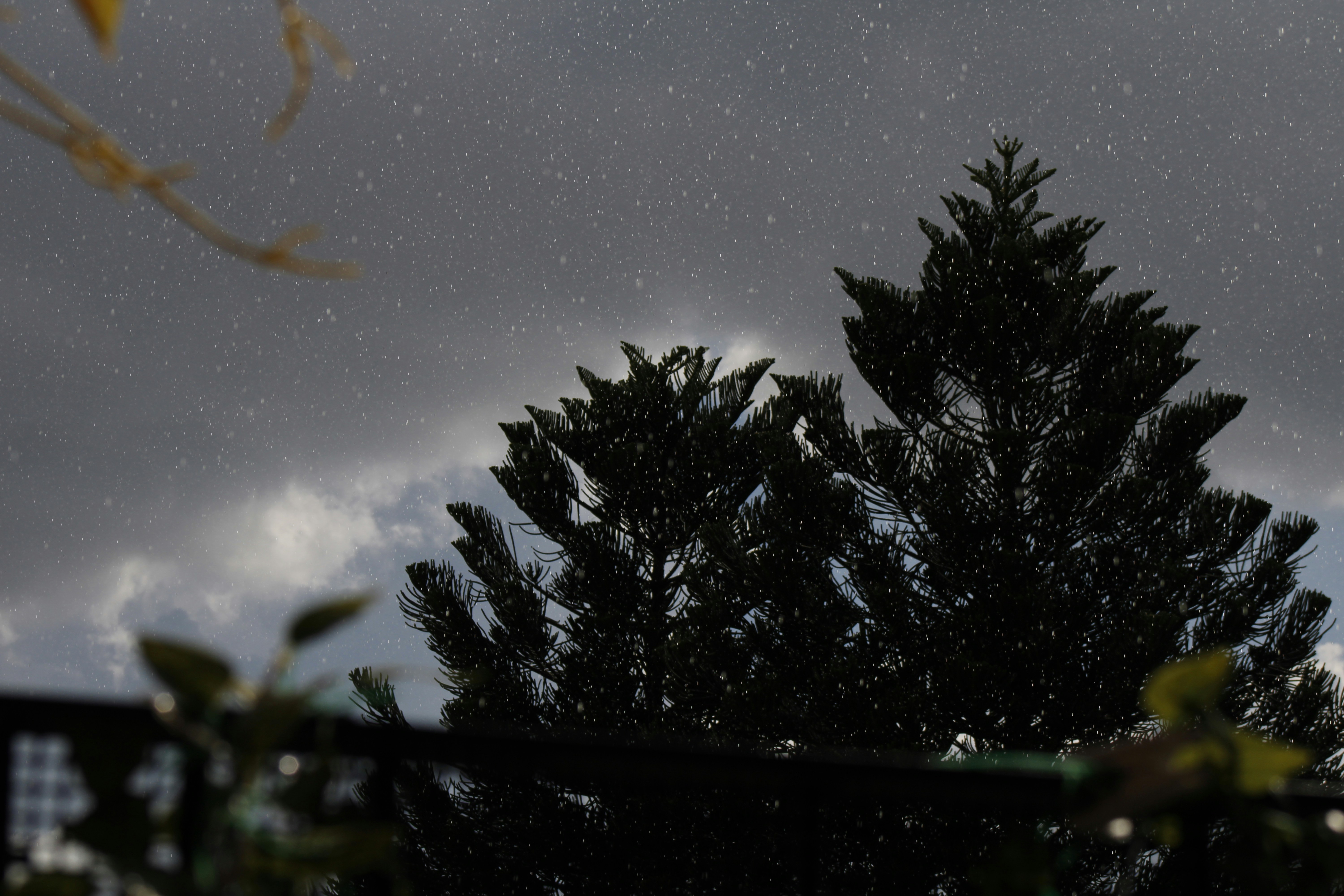 A view of a tree through a fence in the rain photo – Free Rain Image on ...