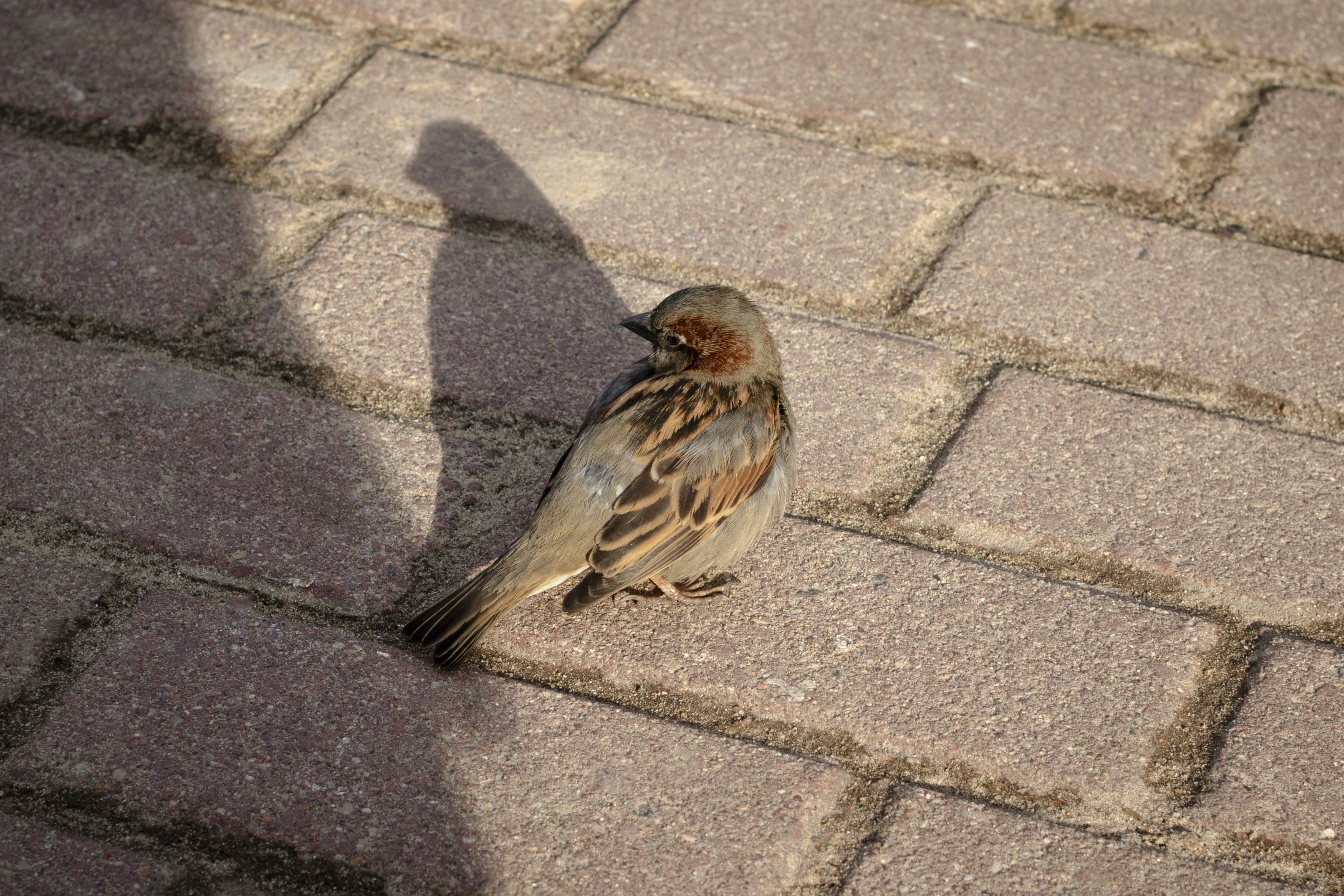 Photo by Alexander Fastovets with Canon EOS 7D Mark II