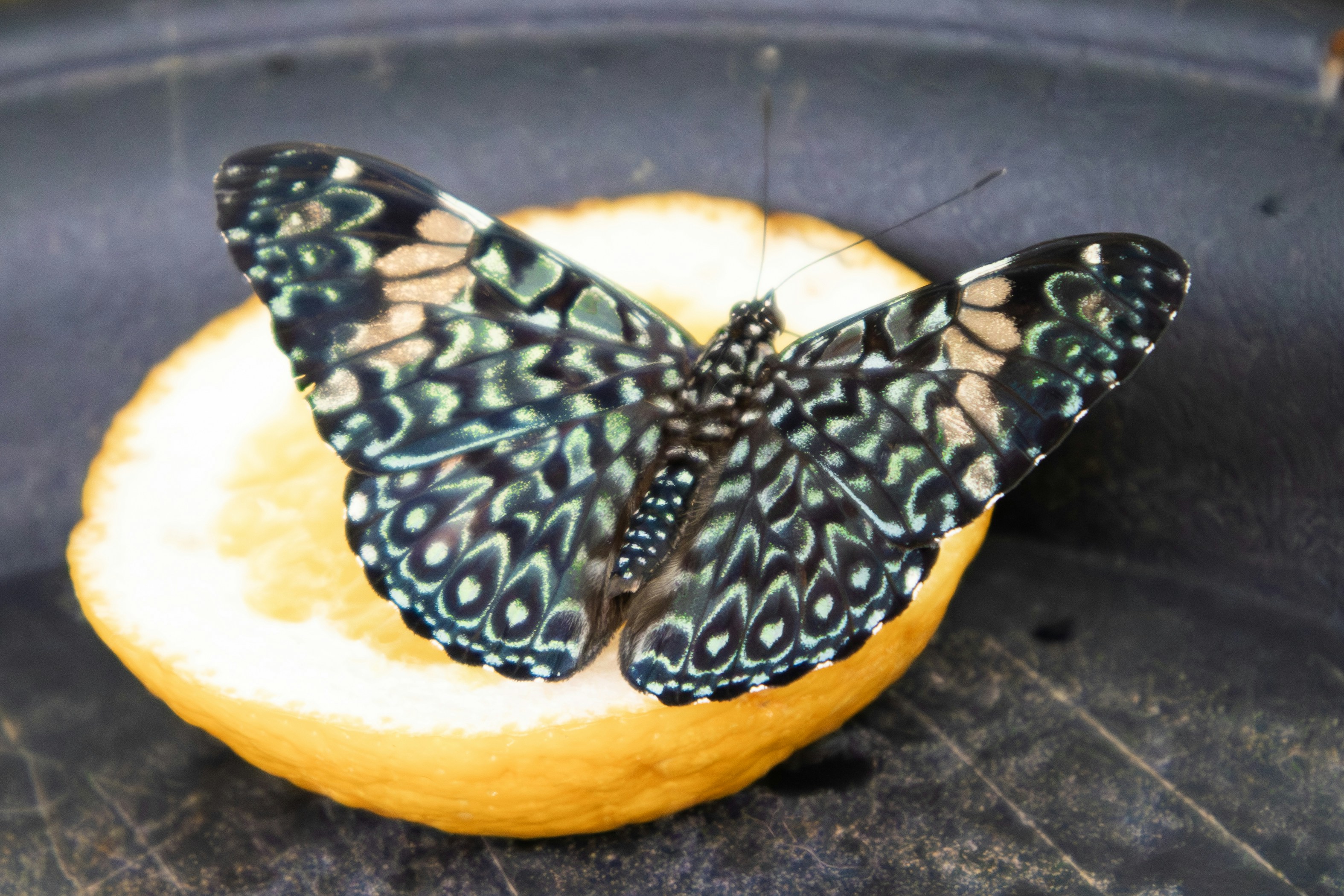 Teal-veined butterfly perched on a sunlit orange slice