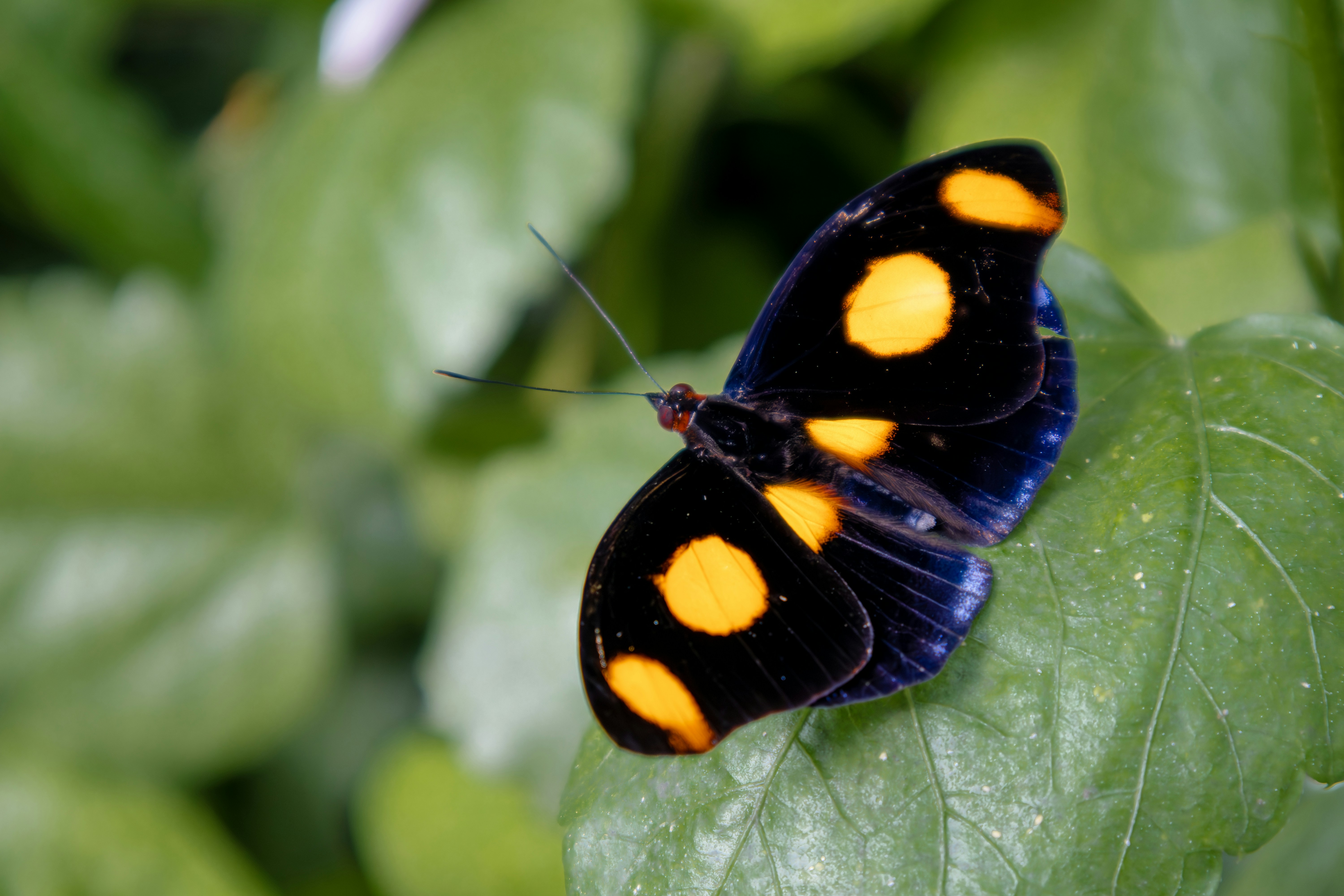 A close up of a butterfly on a leaf photo – Free Butterfly nature Image ...