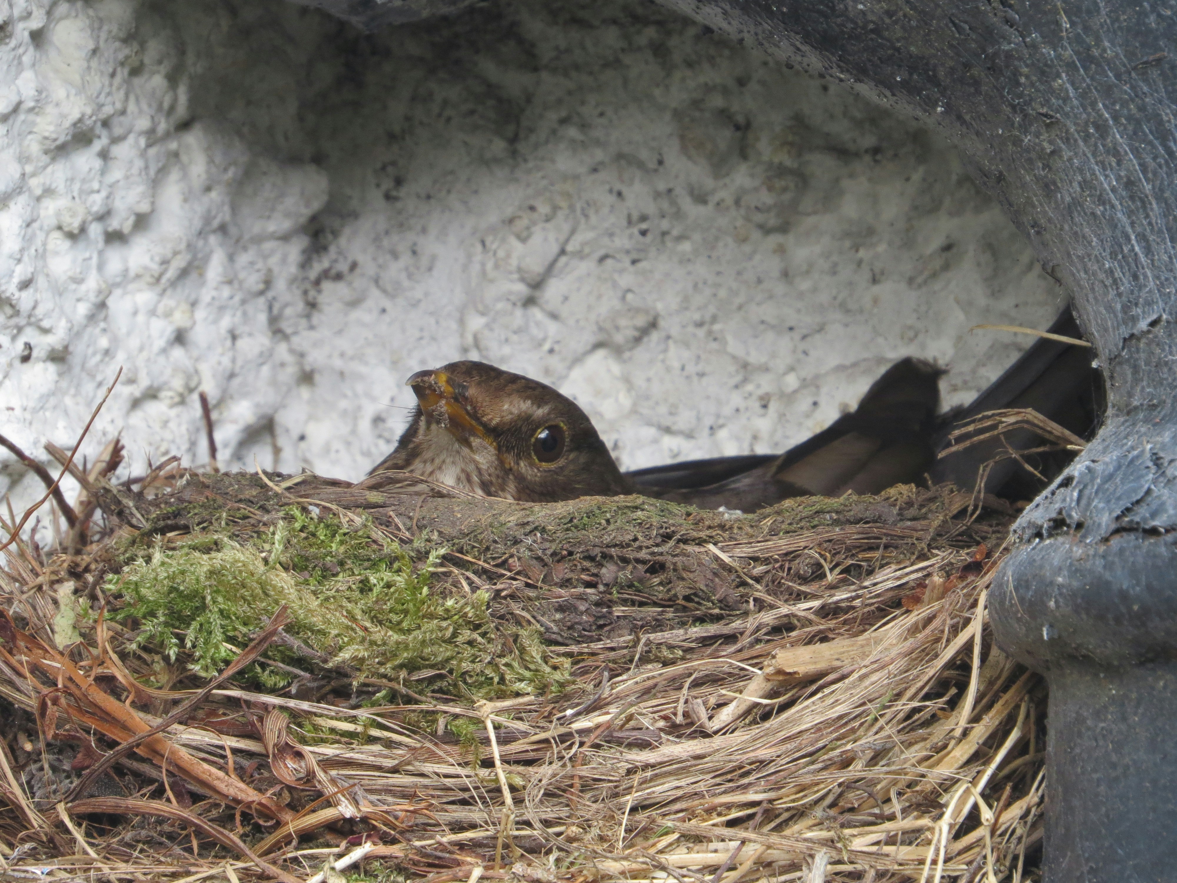 Nestling's Mossy Refuge Under a Concrete Shelter