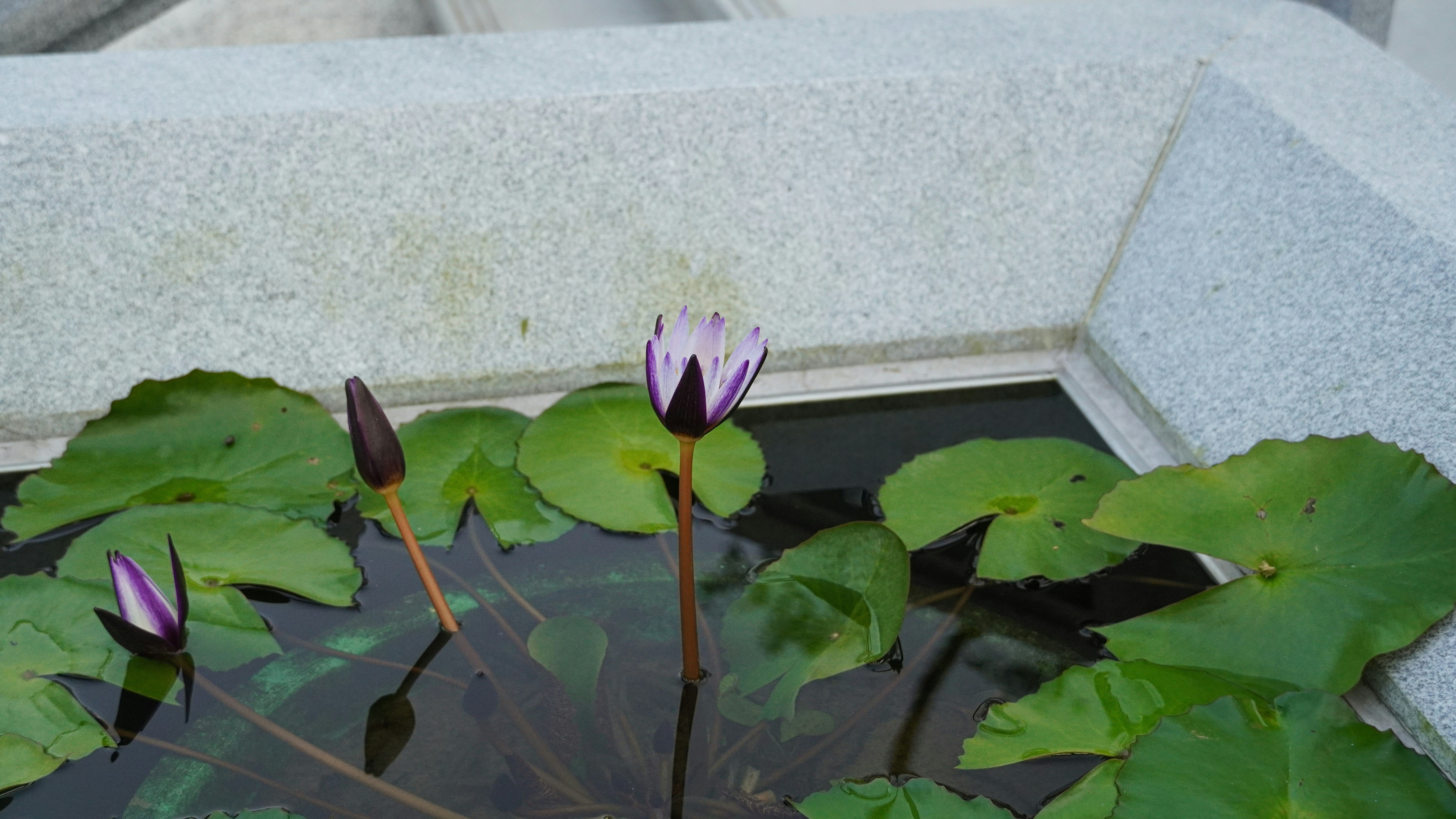 Purple Lotus Ascends Over a Stone-Rimmed Pond Among Green Pads