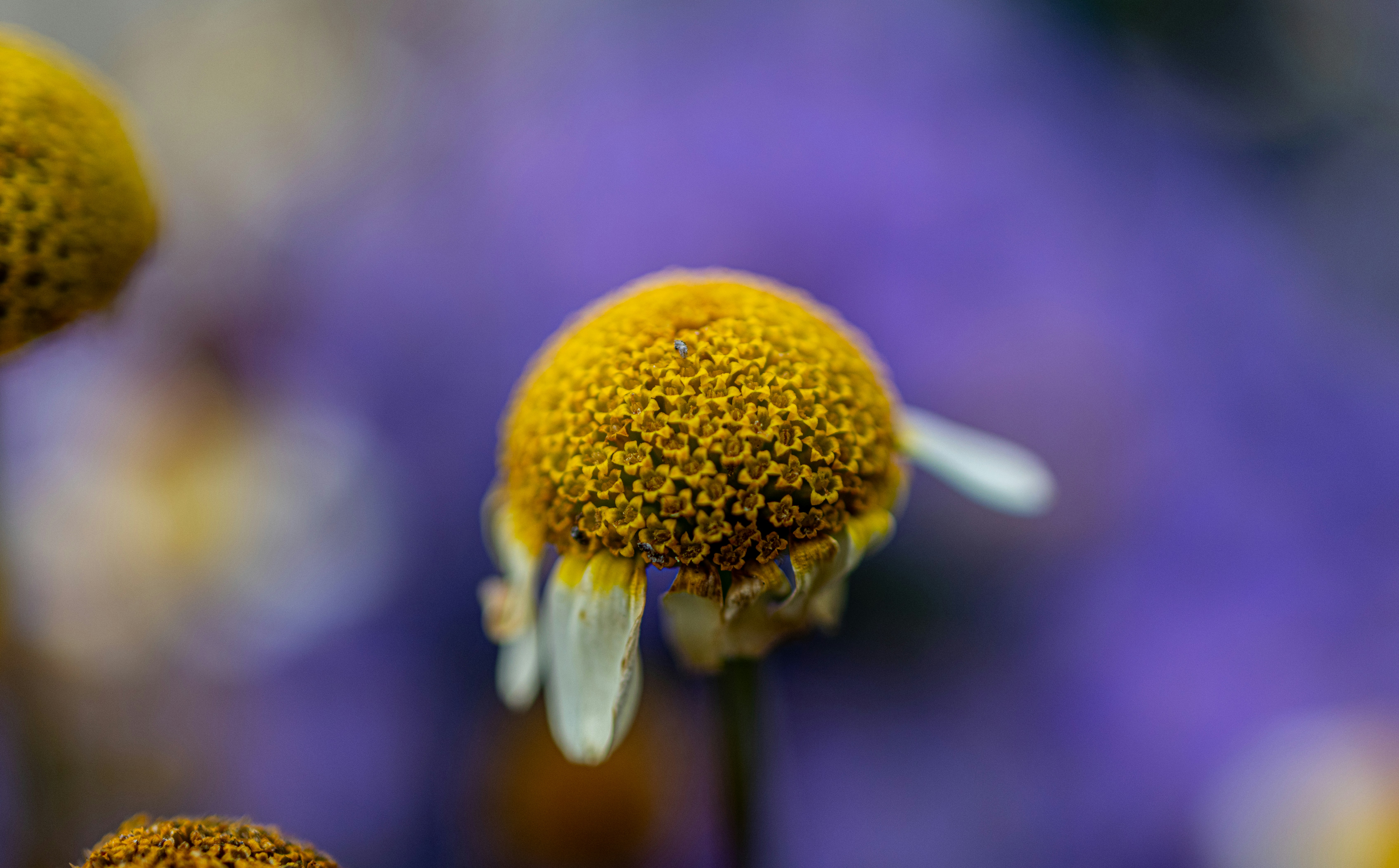 Macro Portrait: Sunlit Yellow Head Against a Violet Field