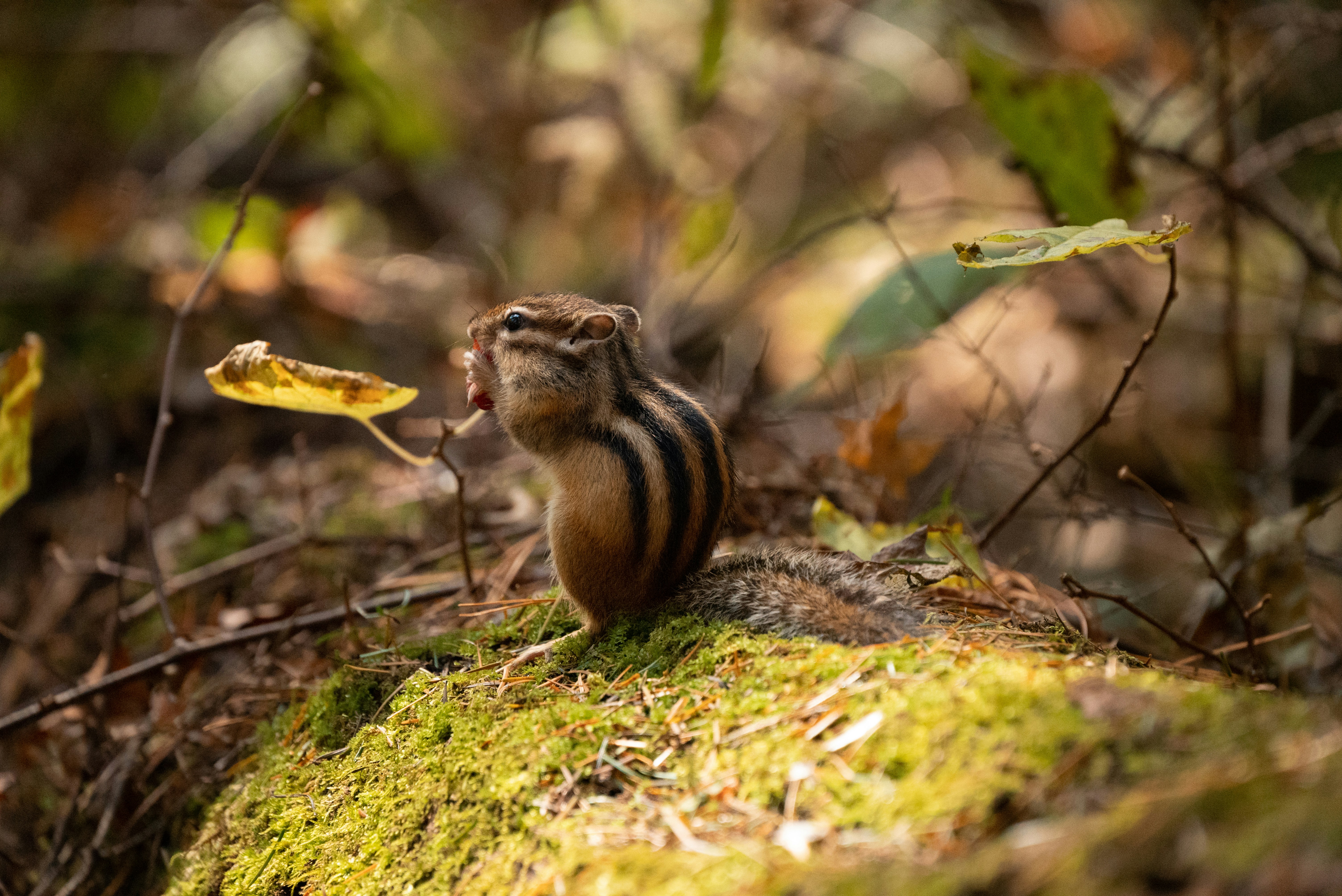 Curious Chipmunk on Mossy West Ridge