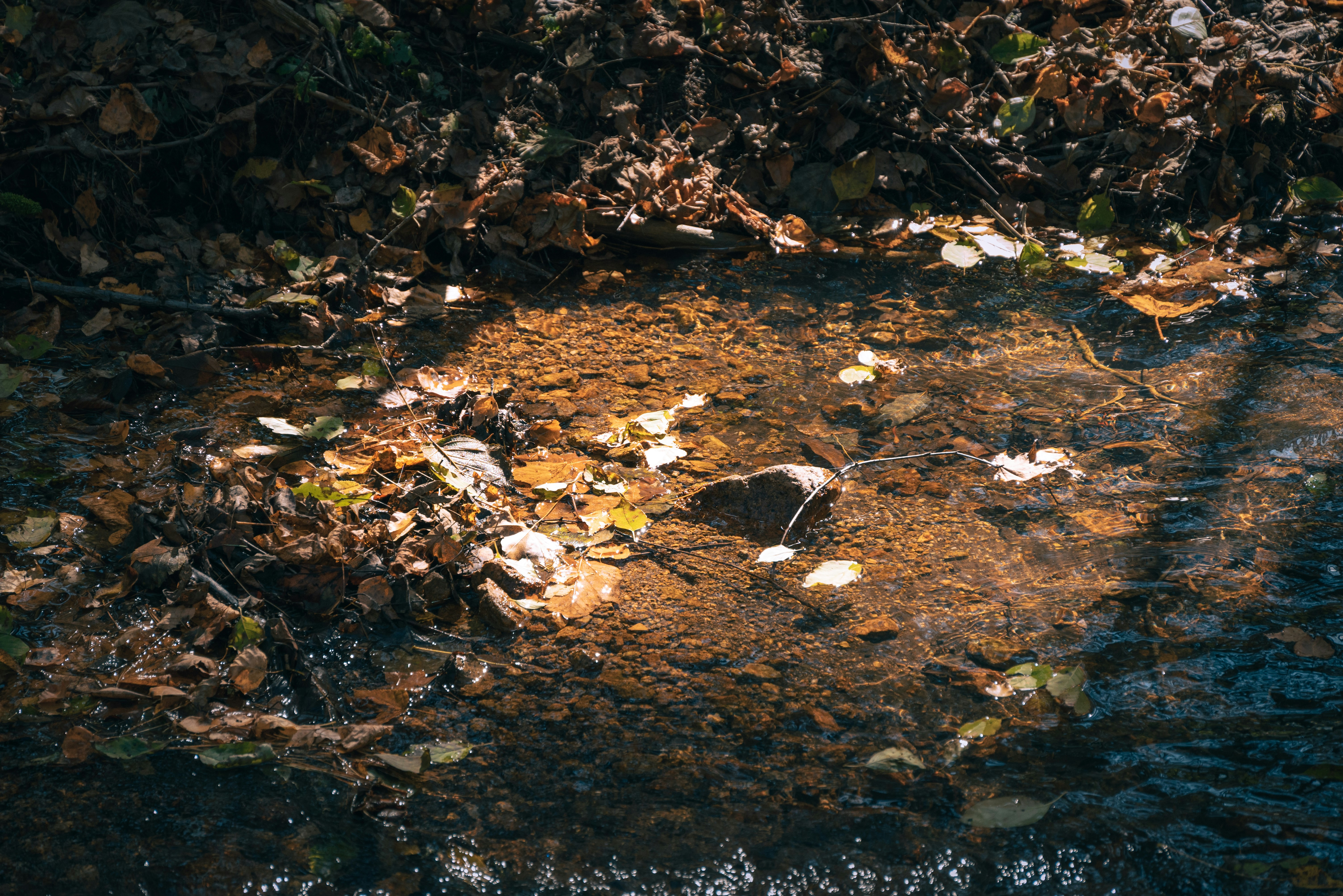 Shallow stream with sunlight illuminating scattered autumn leaves and rocks.