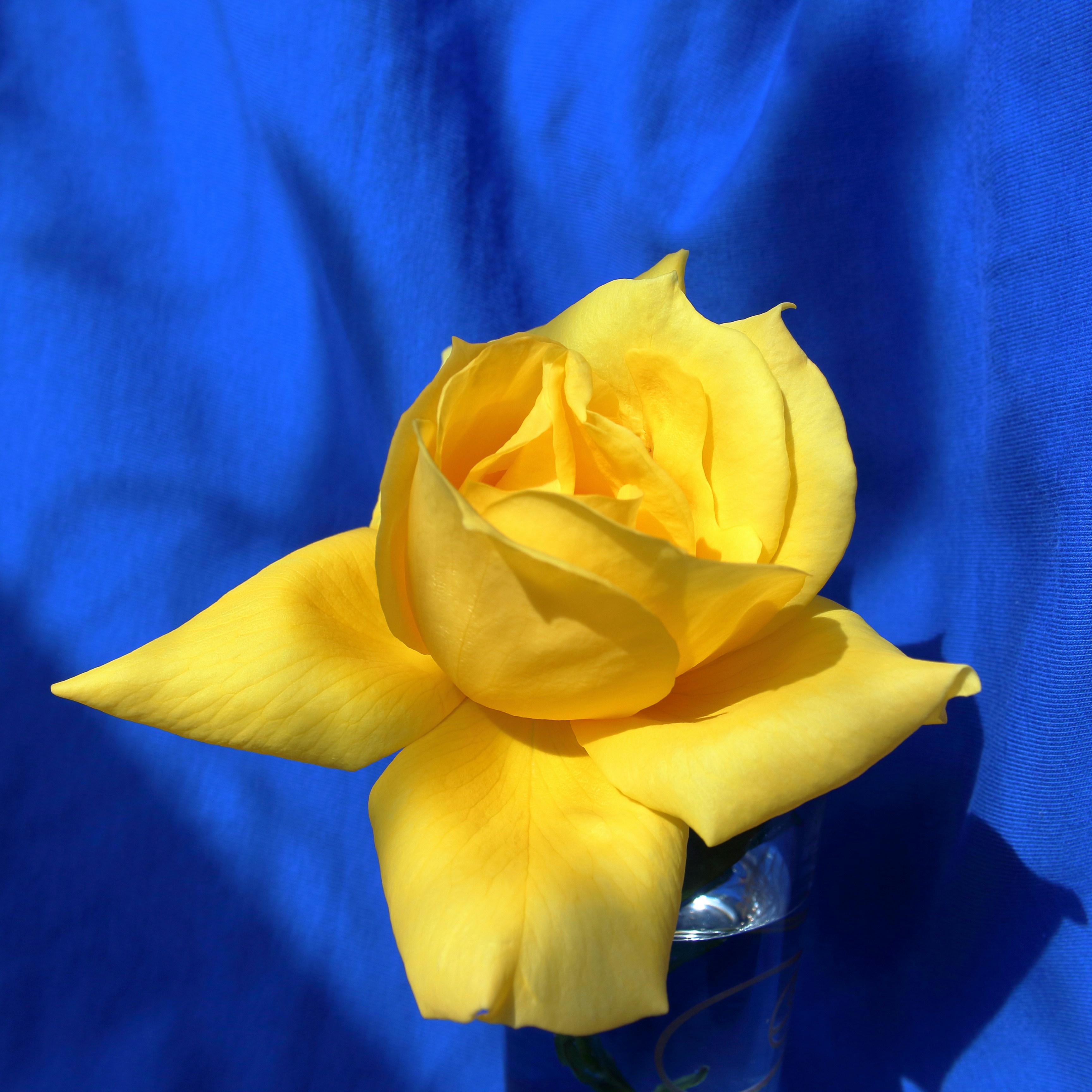 Sunlit Yellow Rose Framed by Electric Blue Cloth