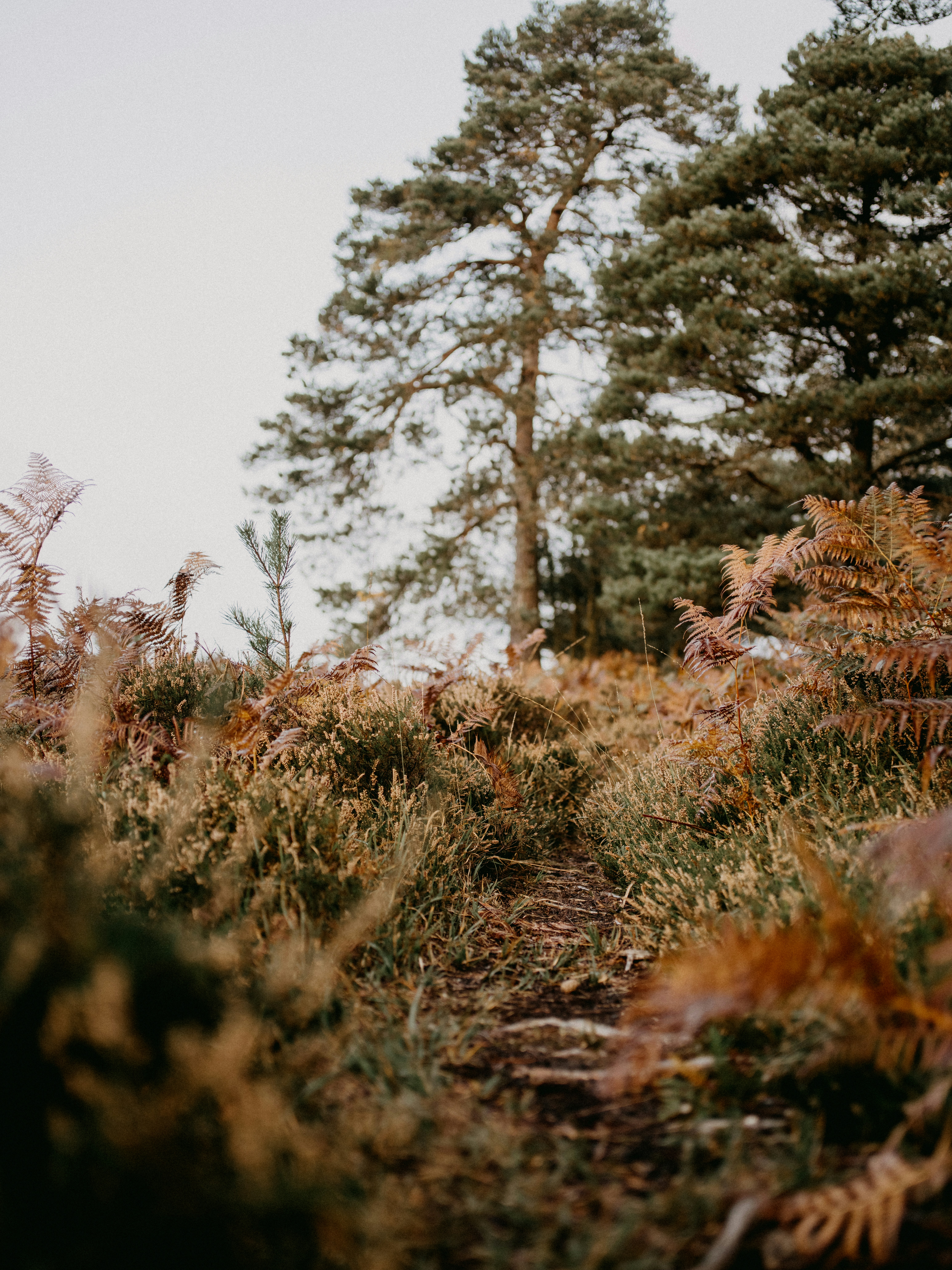 Quelques arbres qui sont dans l’herbe photo – Photo La nature Gratuite ...