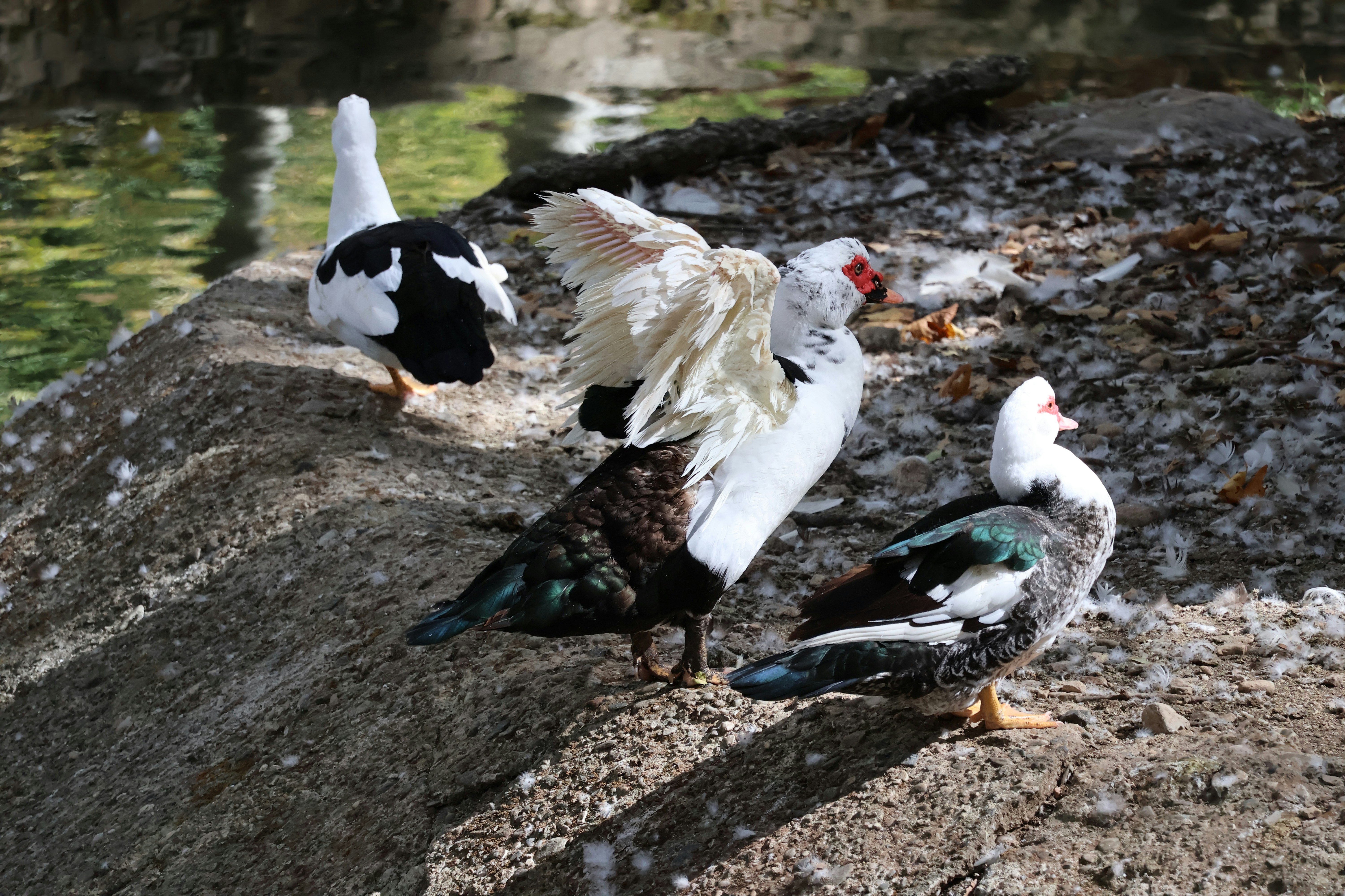 A Quack Quartet at the River’s Edge