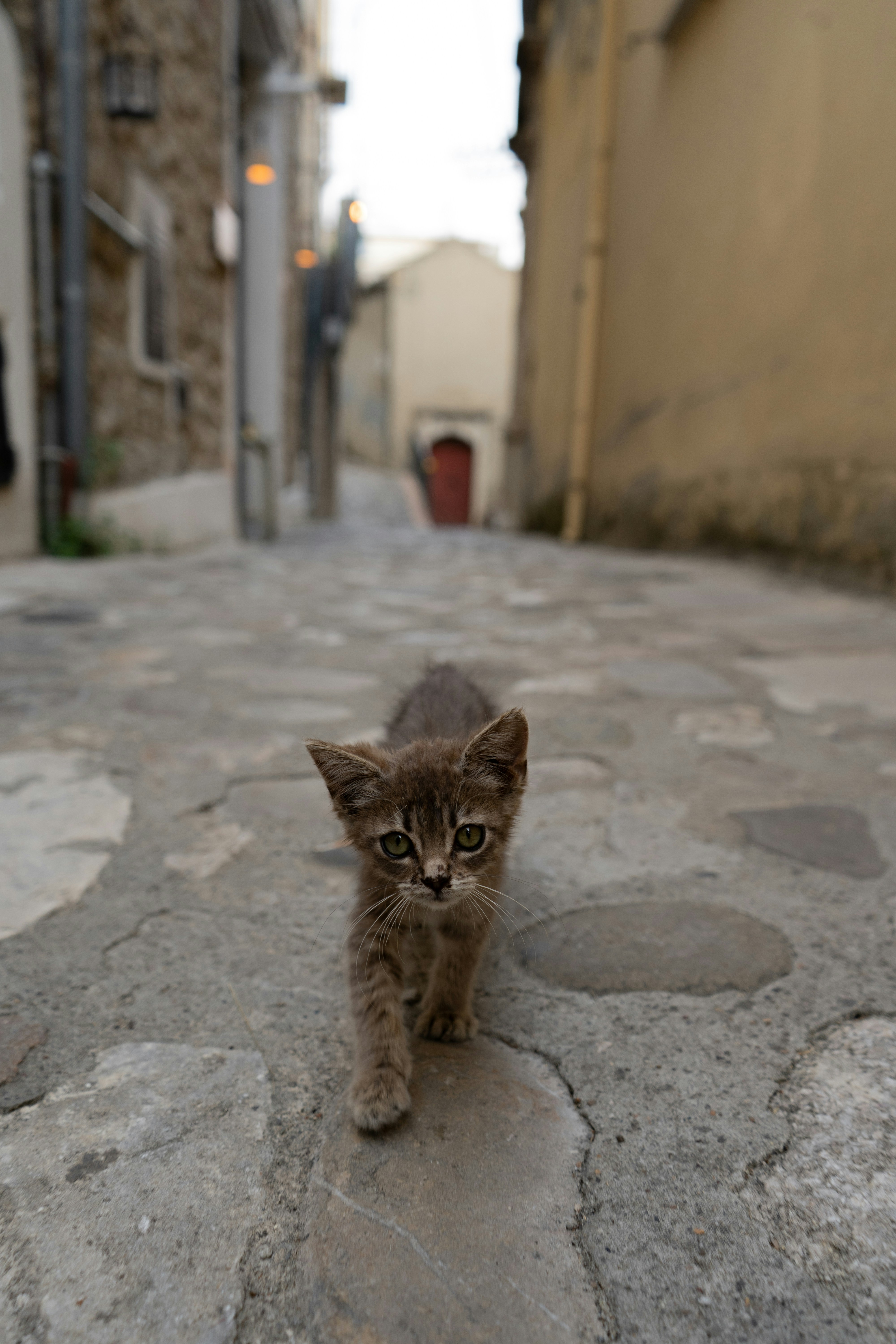 Curious Kitten in a Narrow Cobblestone Alley