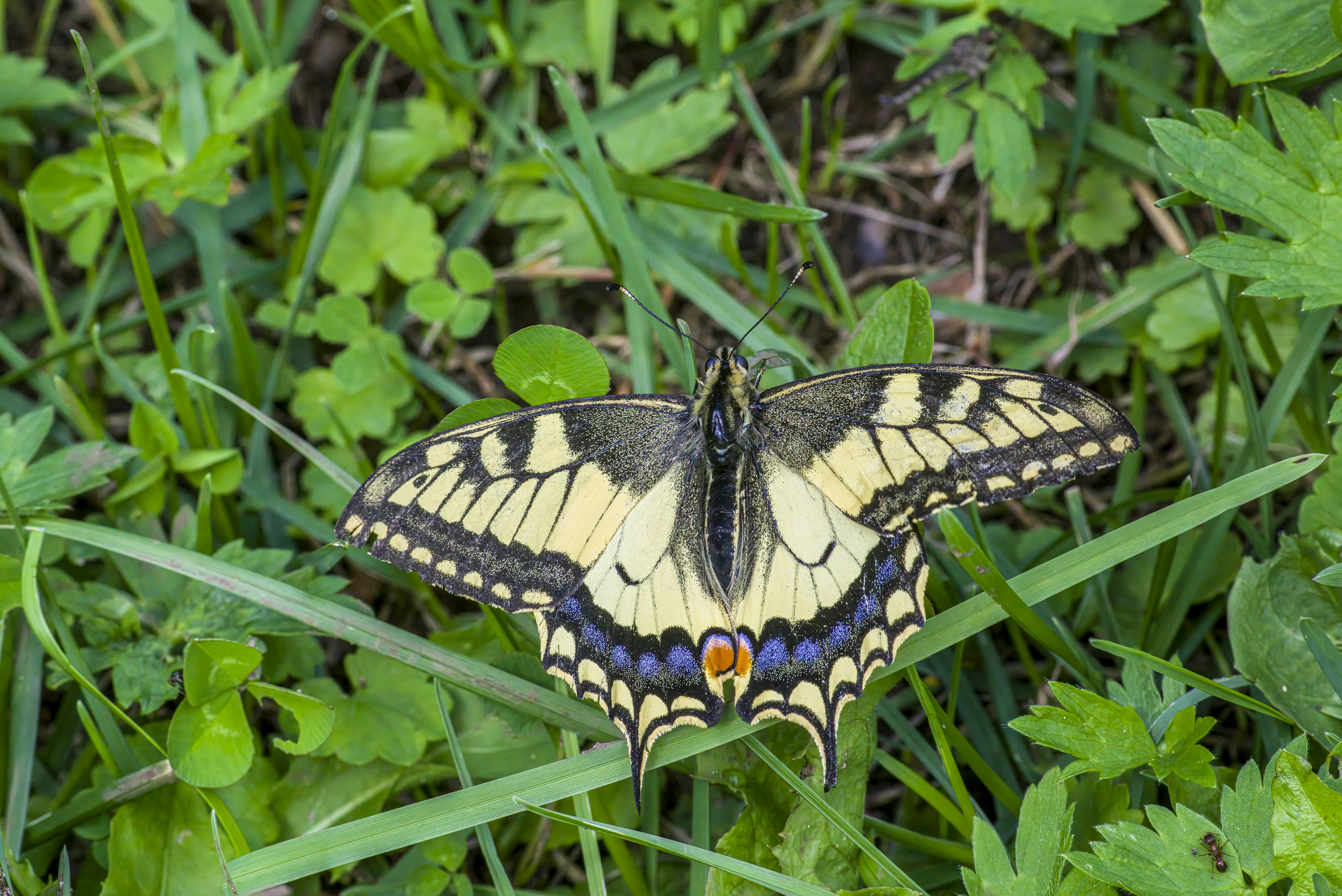 Un papillon jaune et noir assis au sommet d’un champ verdoyant photo ...