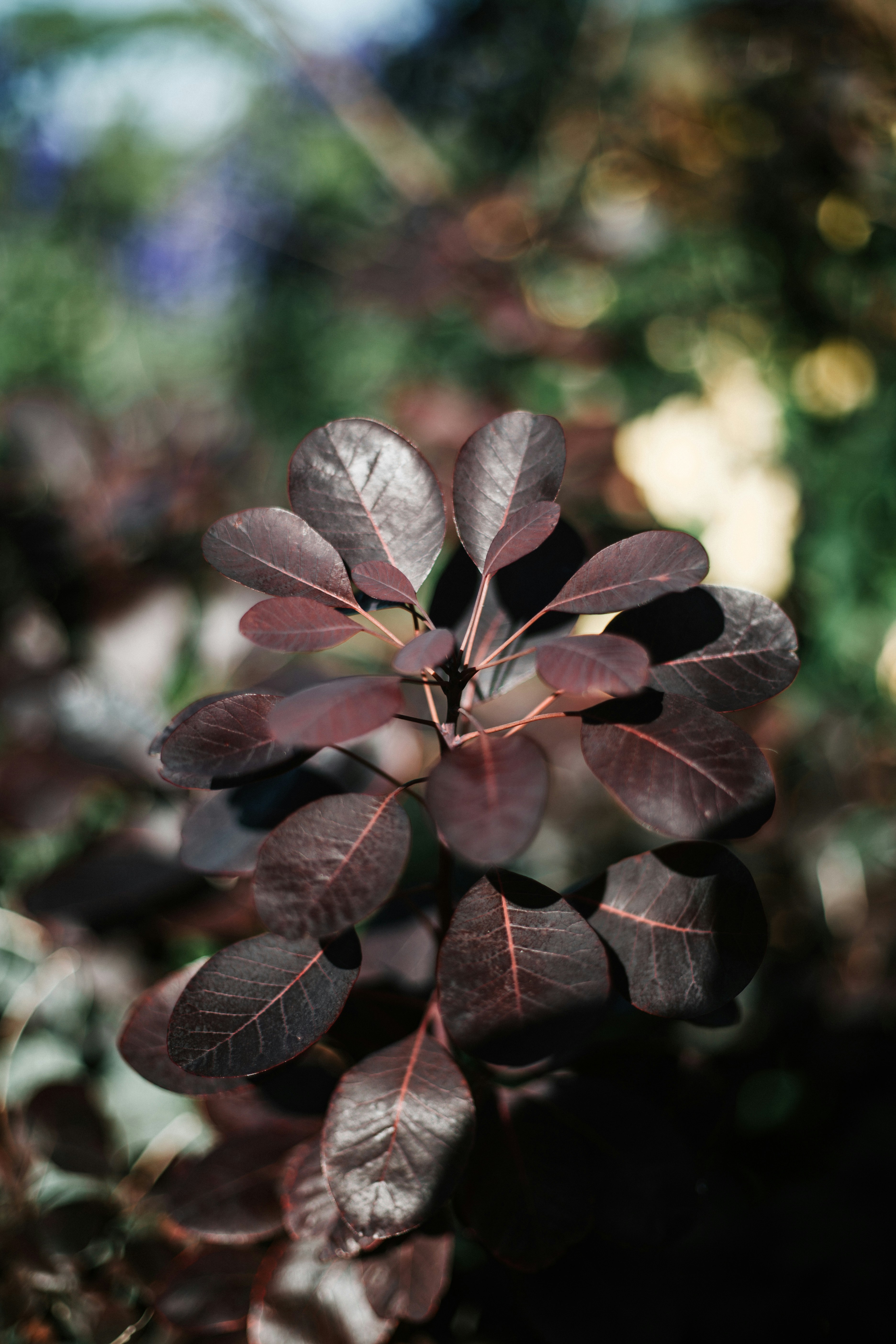 Velvet Rosette: Close-Up of Red-Purple Leaves in Soft Focus