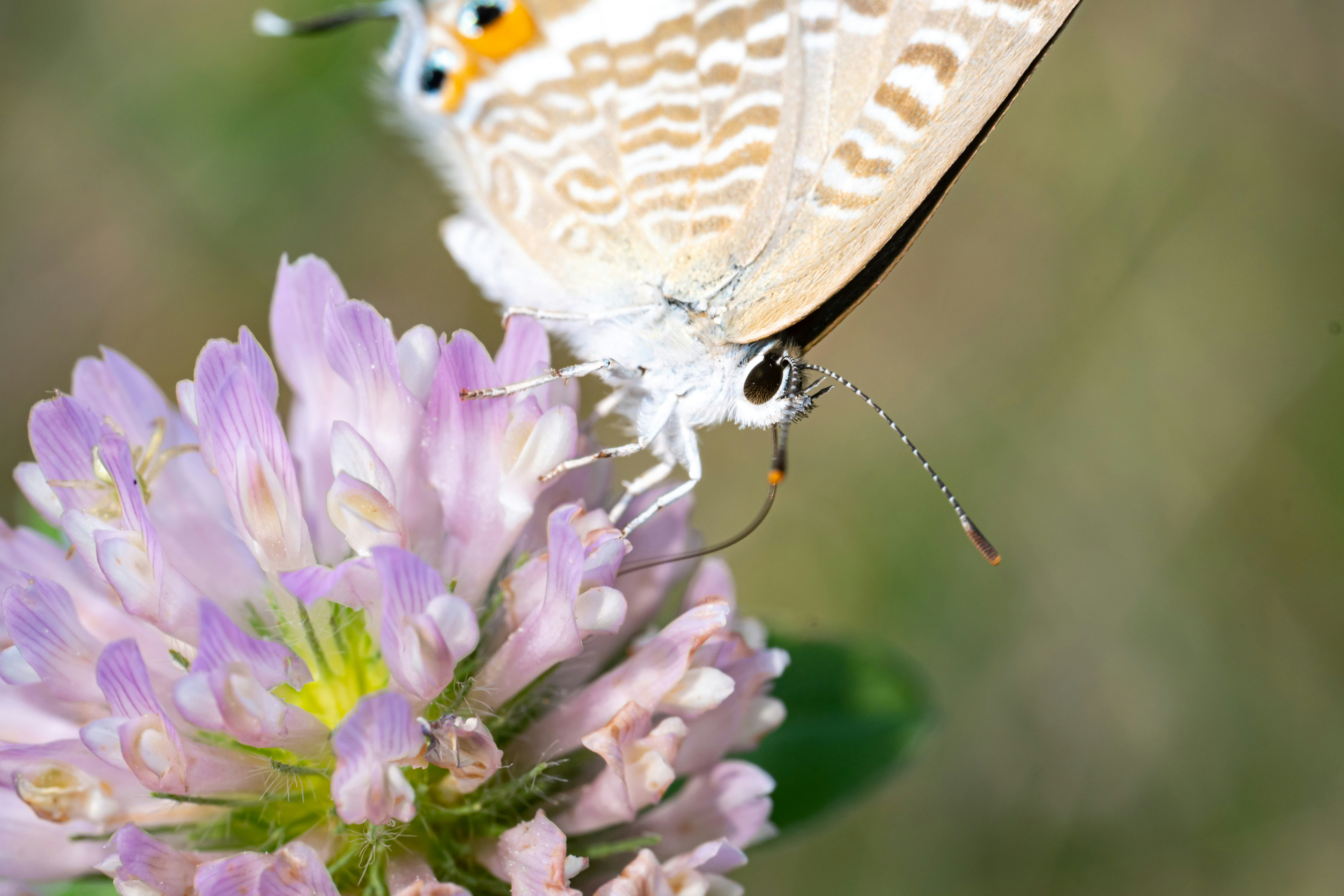 A close up of a butterfly on a flower photo – Free Flower Image on Unsplash