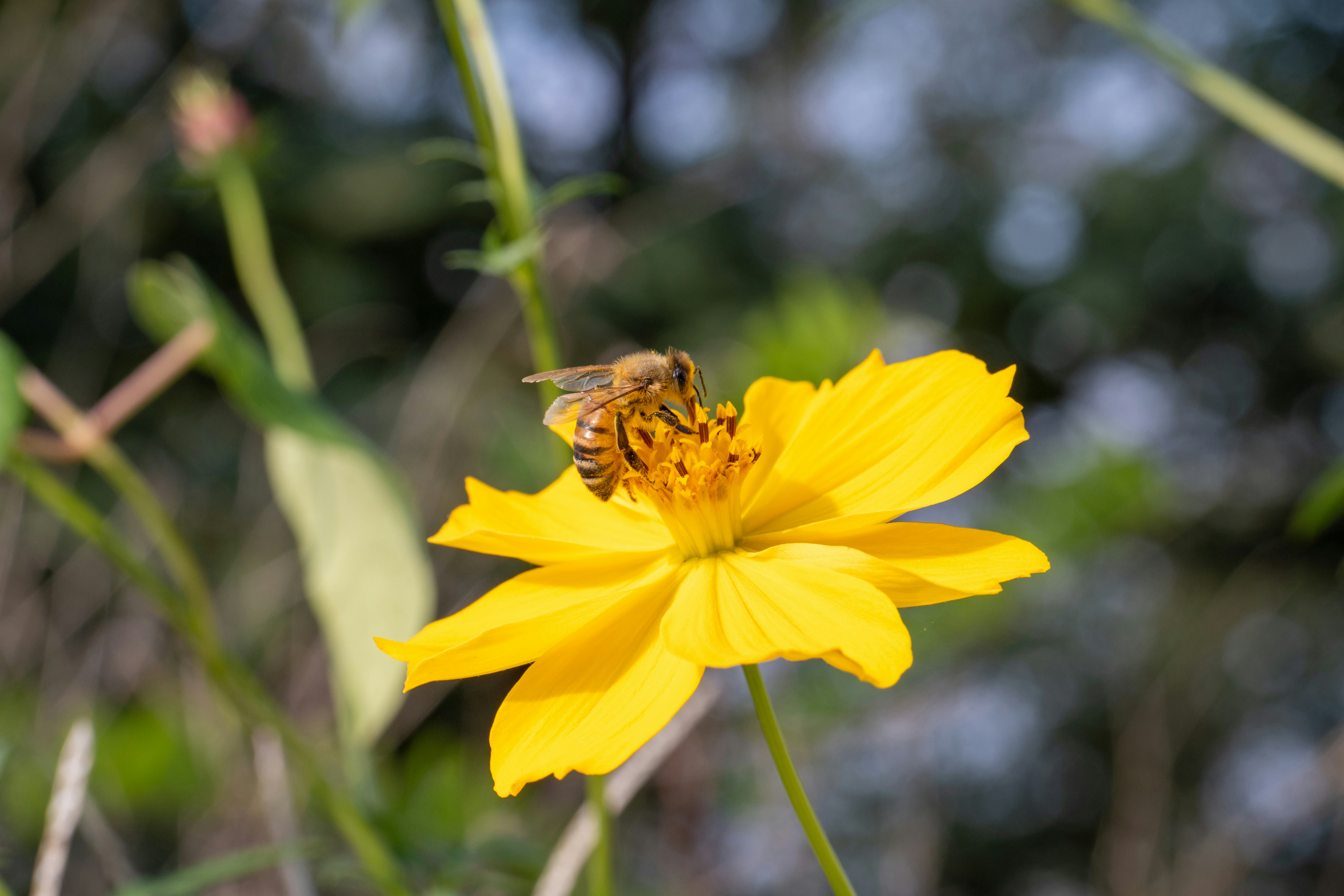 10 Secrets to Thriving Pollinator-Friendly Community Gardens 🐝 (2026 ...