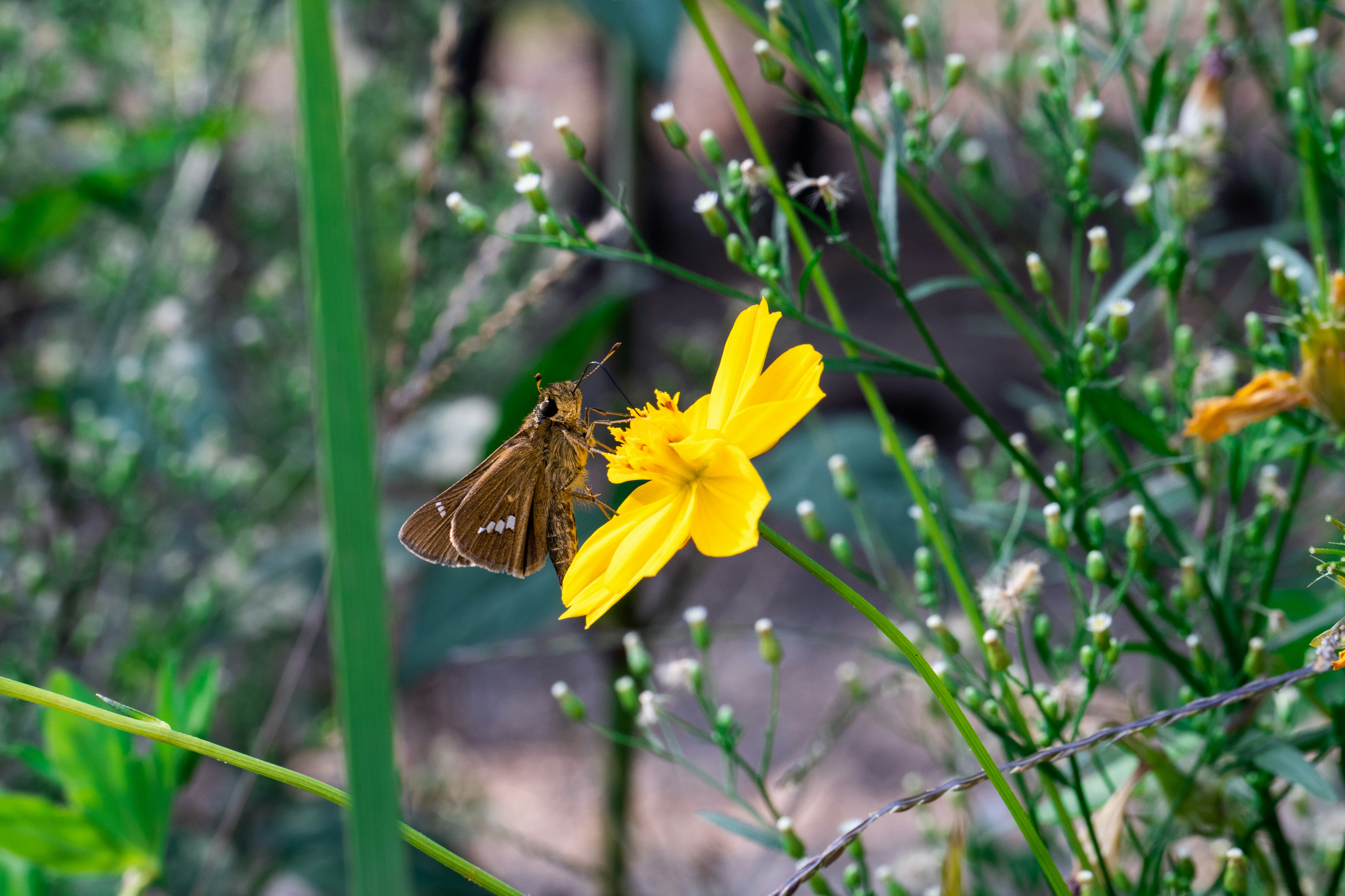 Brown and white butterfly resting on a vibrant yellow flower amid lush green foliage.