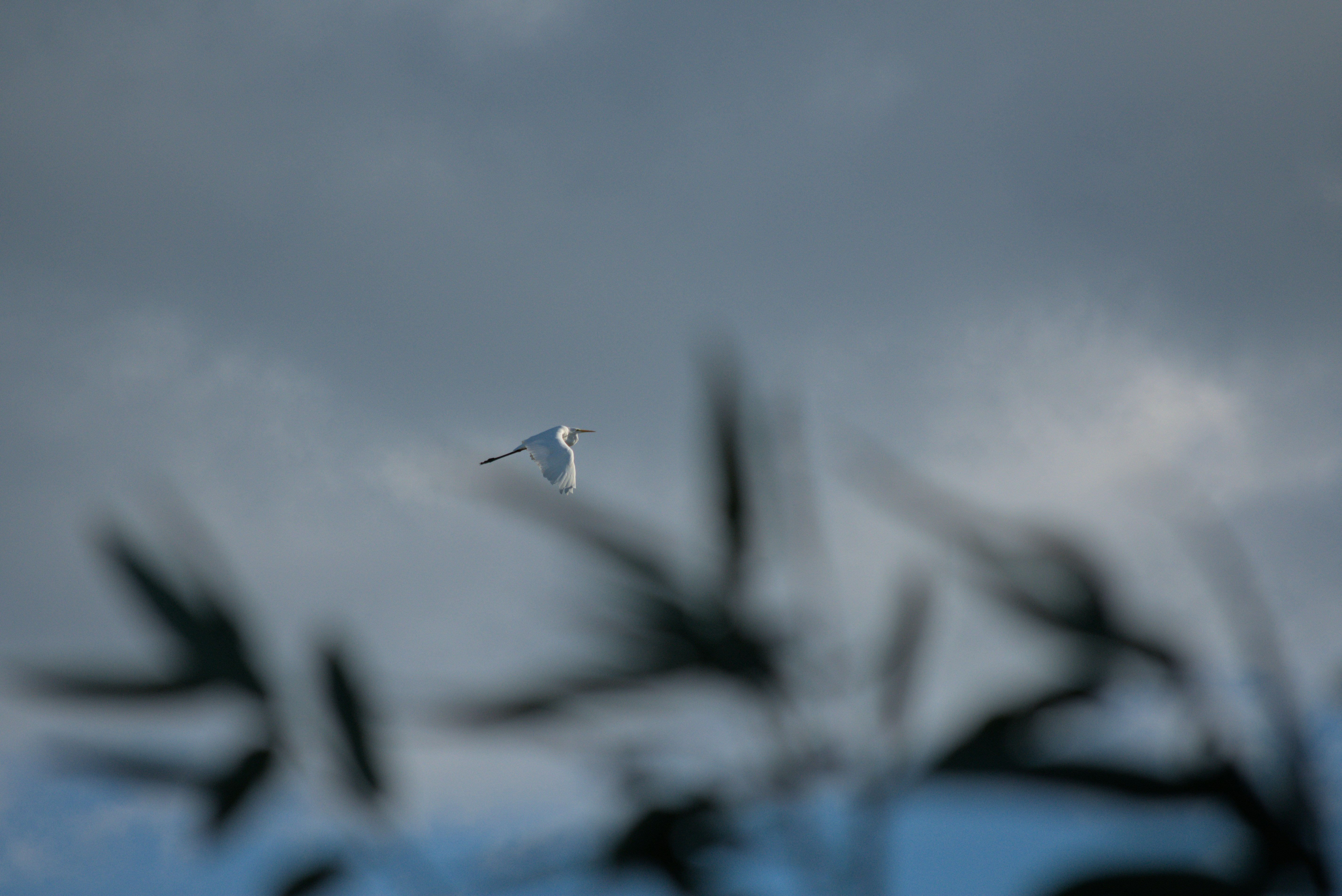 Tern in Flight Across a Blur of Foliage and Sky
