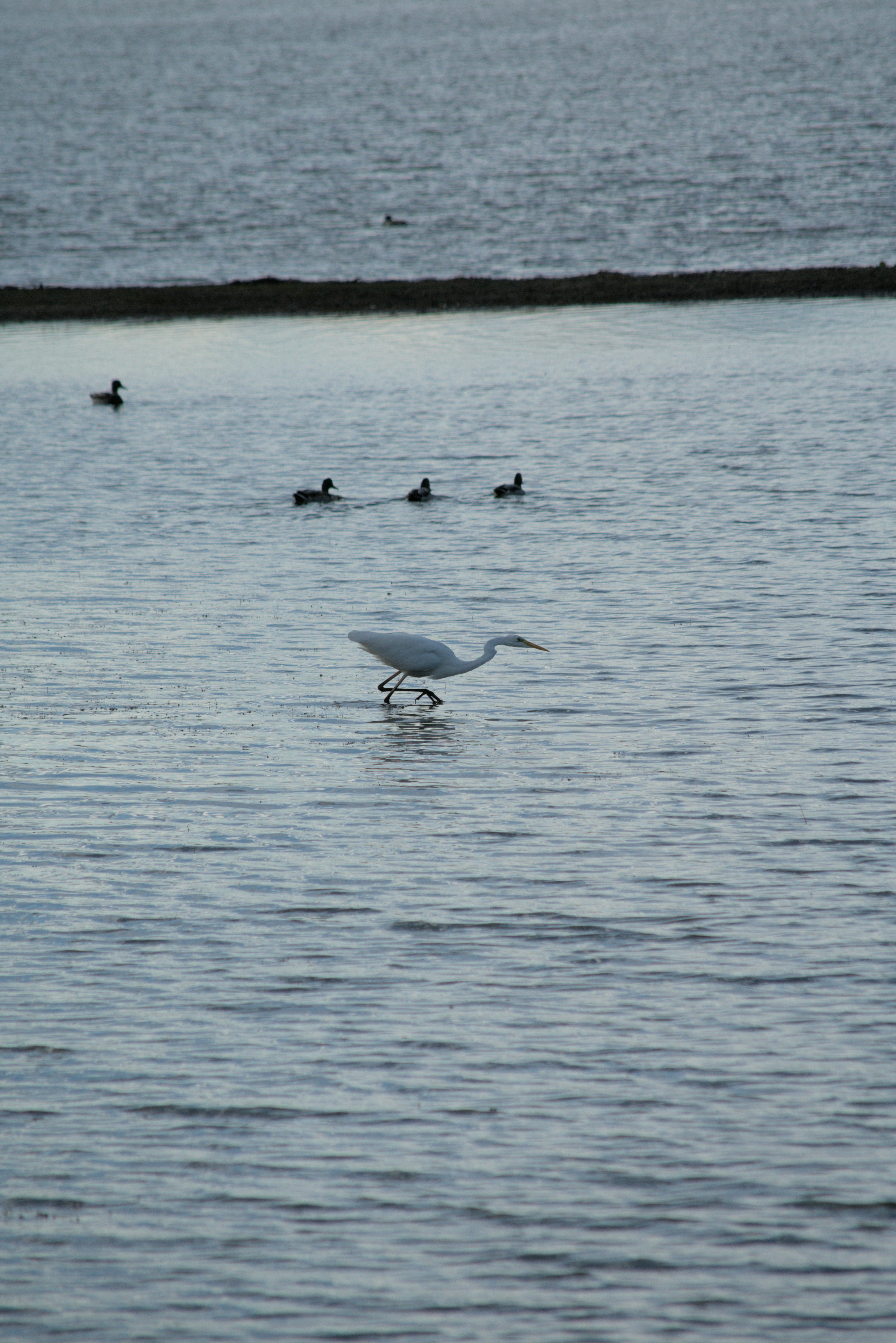 A white egret strides gracefully across the water's surface, while a group of ducks floats serenely in the background.
