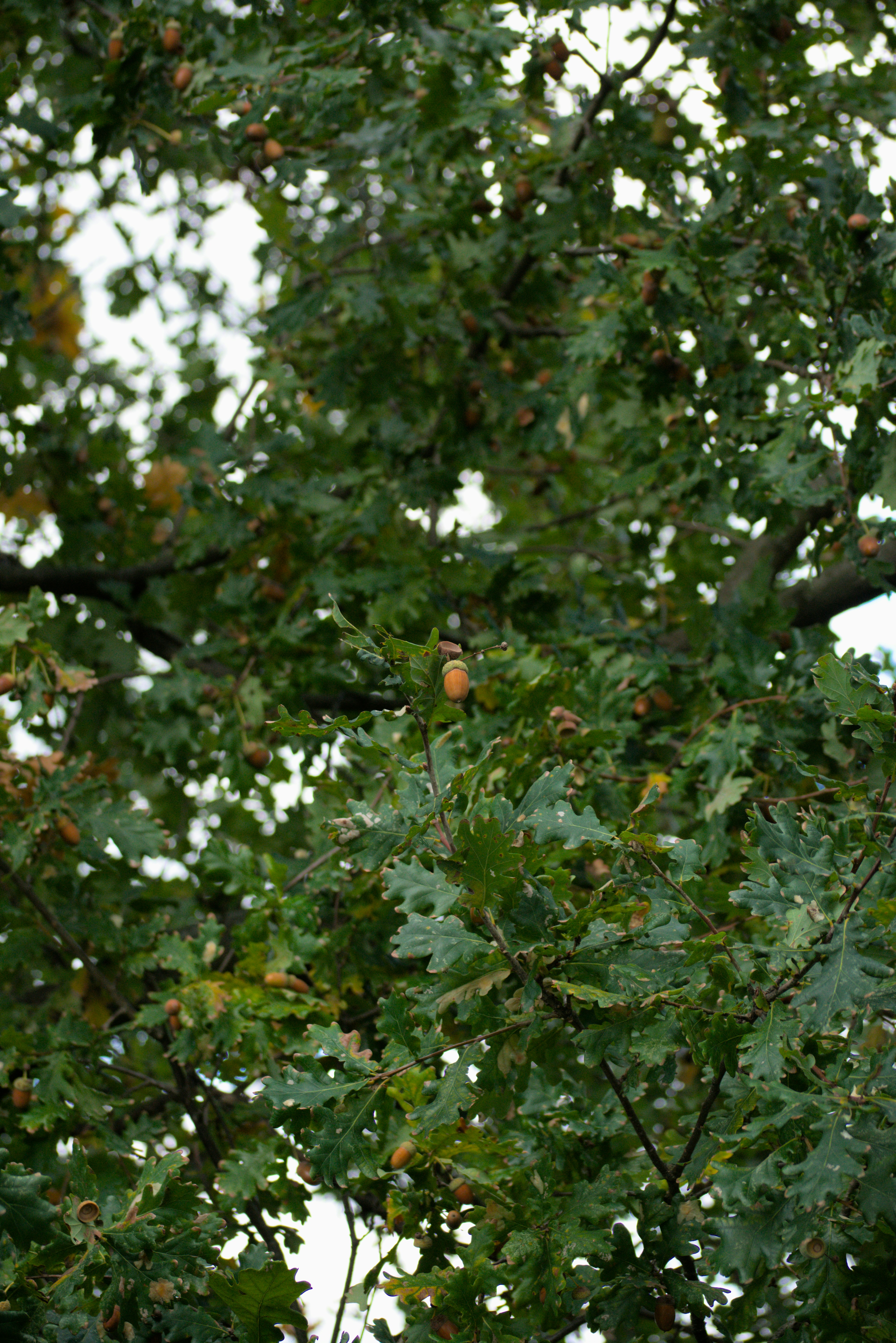 Acorn Clusters in a Verdant Oak Canopy