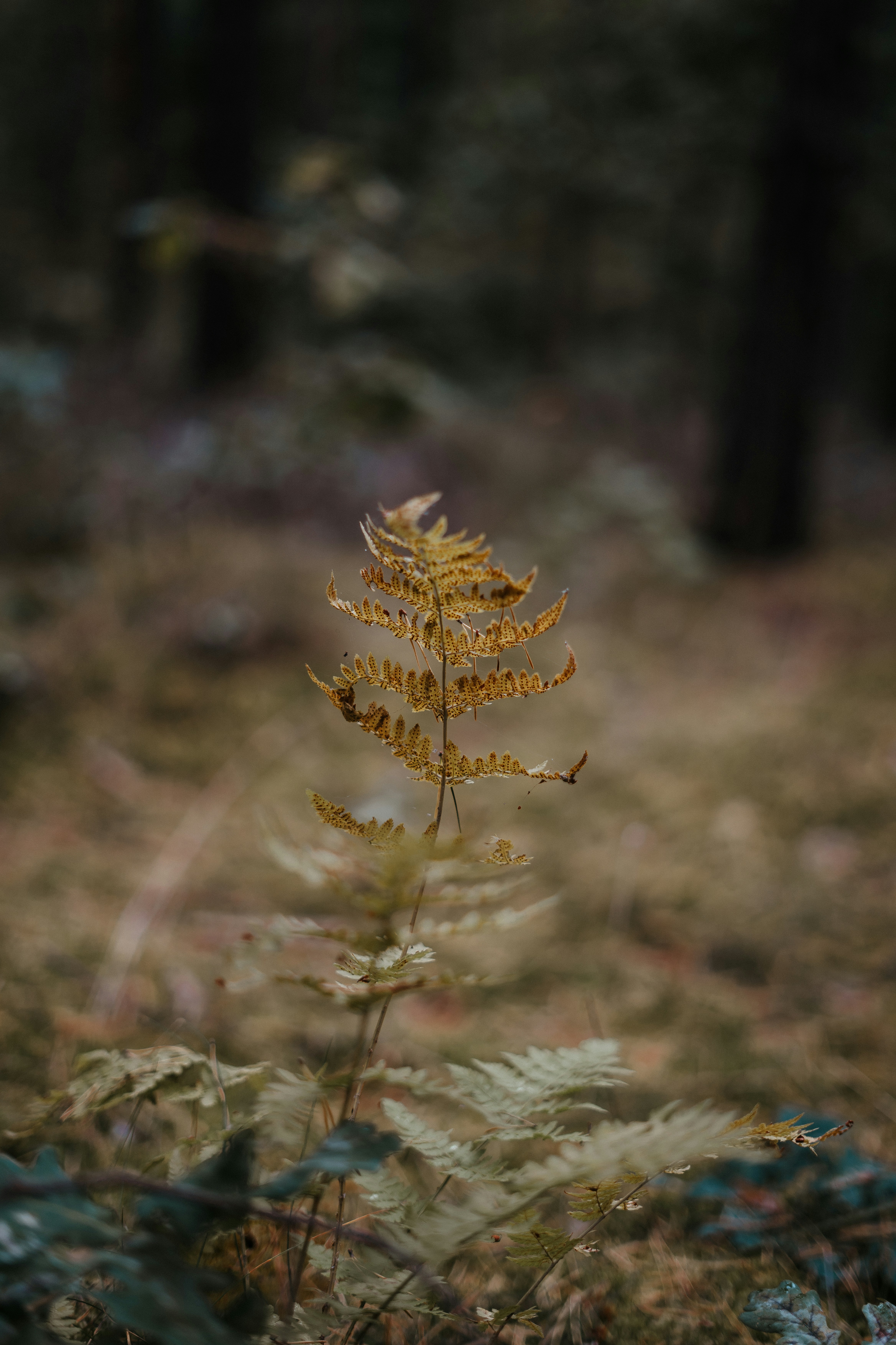 Amber Fern Reaching Through the Forest's Soft Blur
