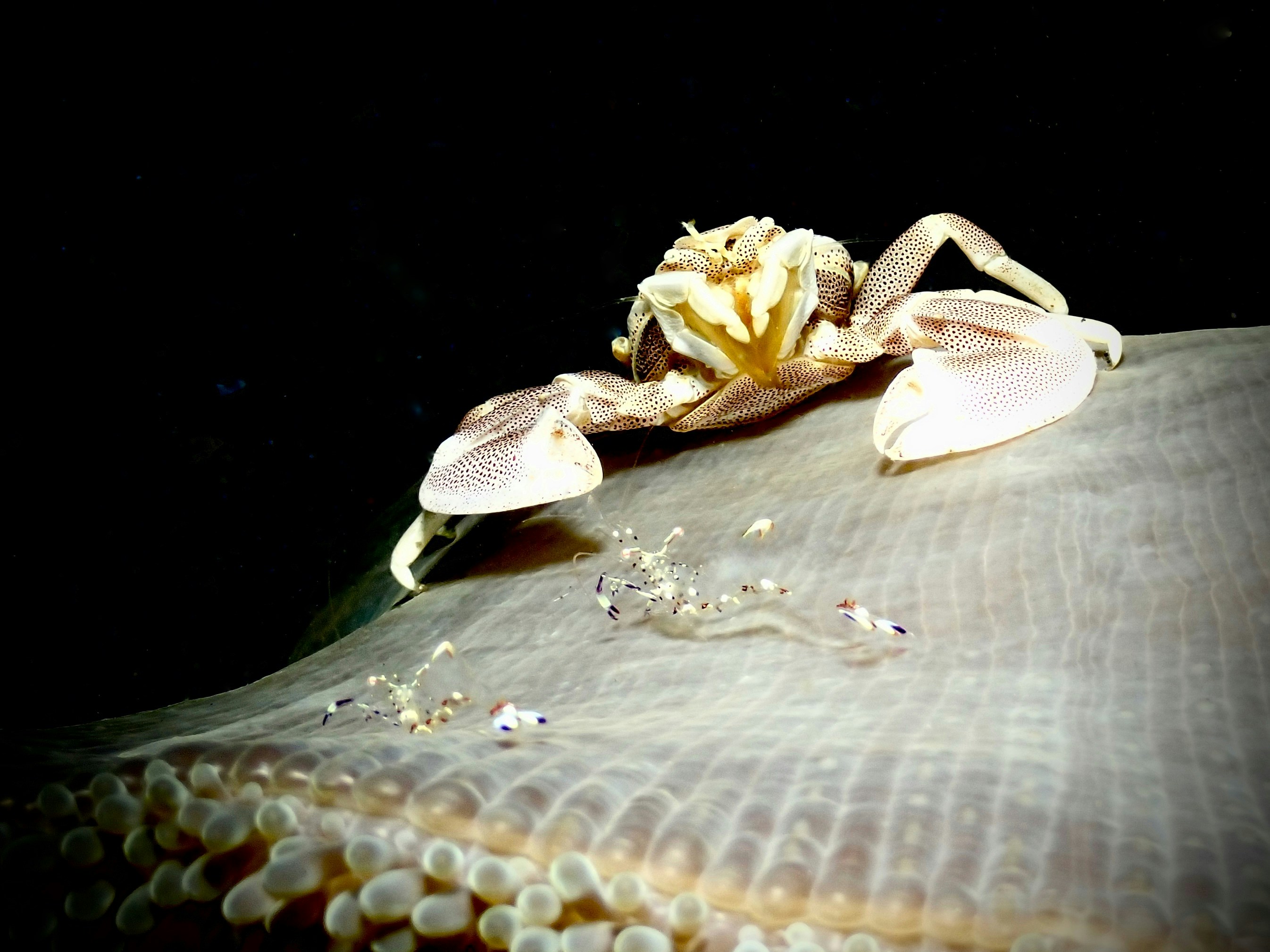 Moonlit Macro Portrait: A Sand-Hued Crab on a Curved Surface