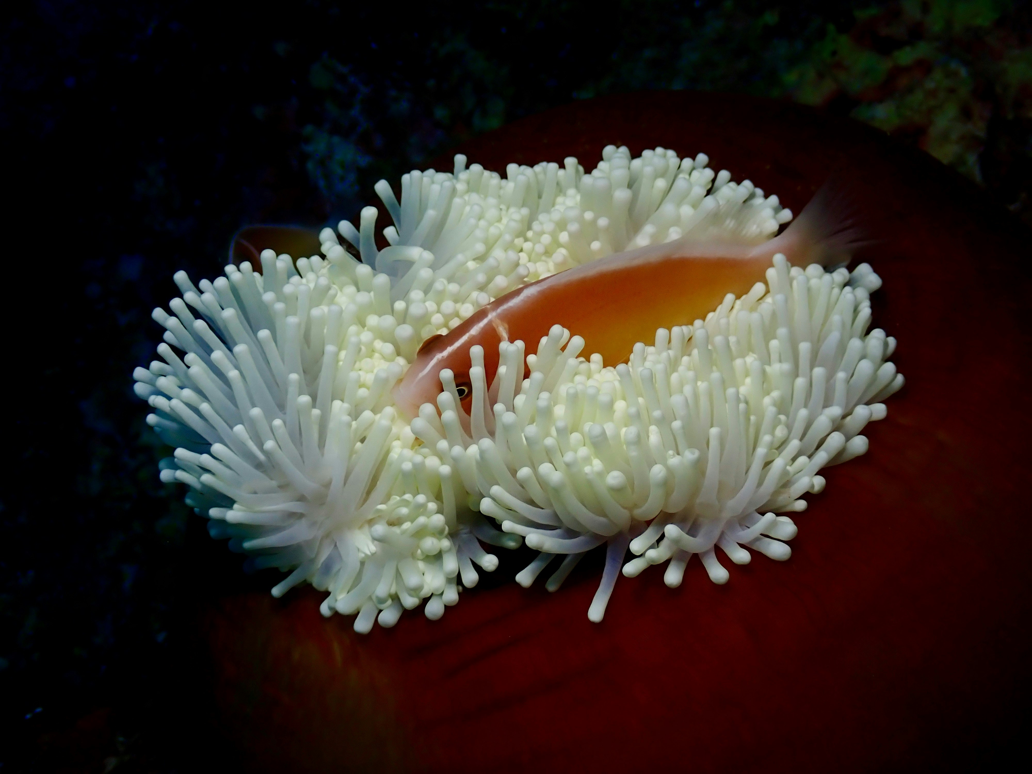 Underwater photograph of a white sea anemone with dense tentacles and an orange center against a dark reef.