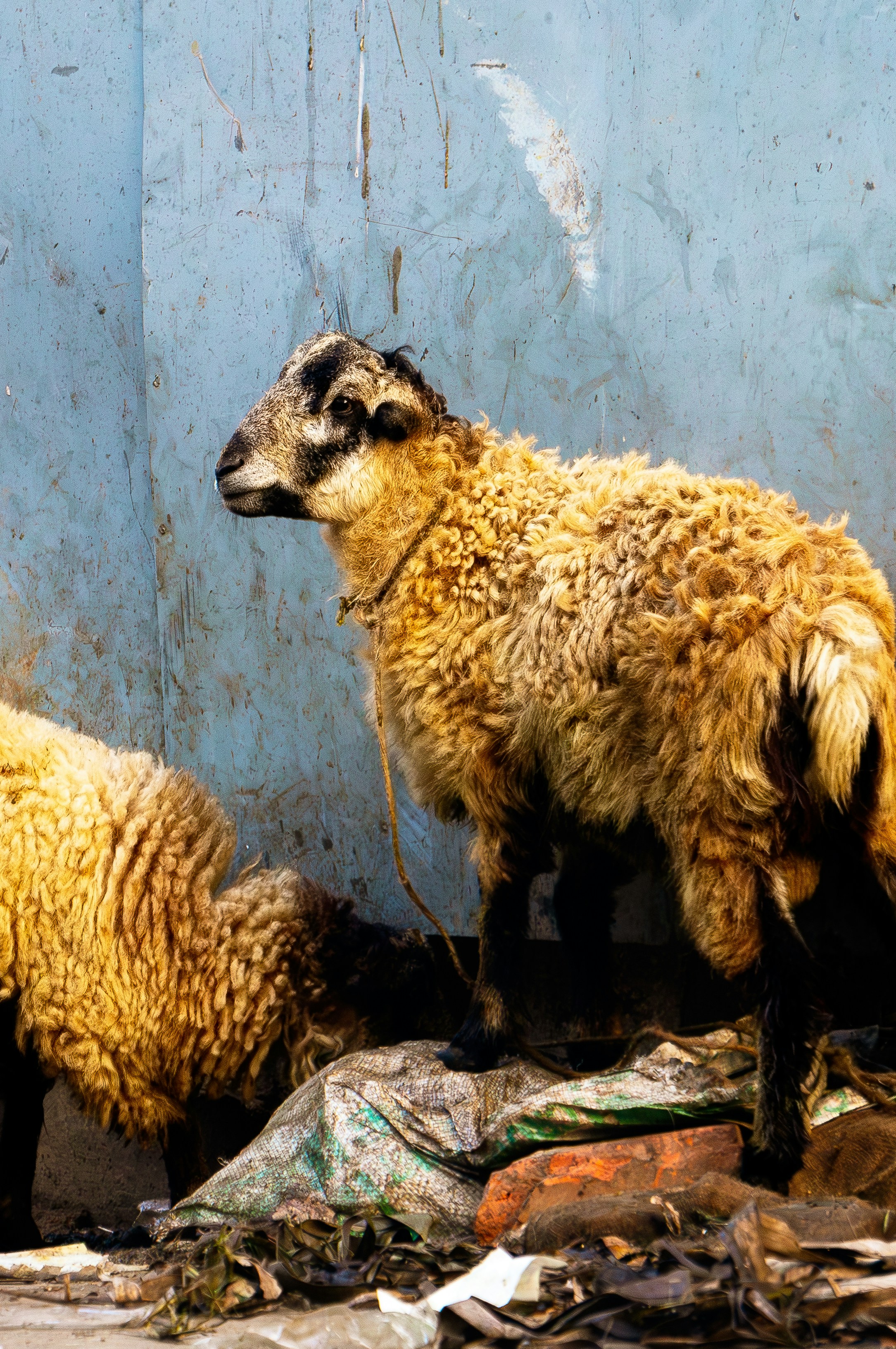 Wool and Weather: A Standstill Moment by a Weathered Blue Wall