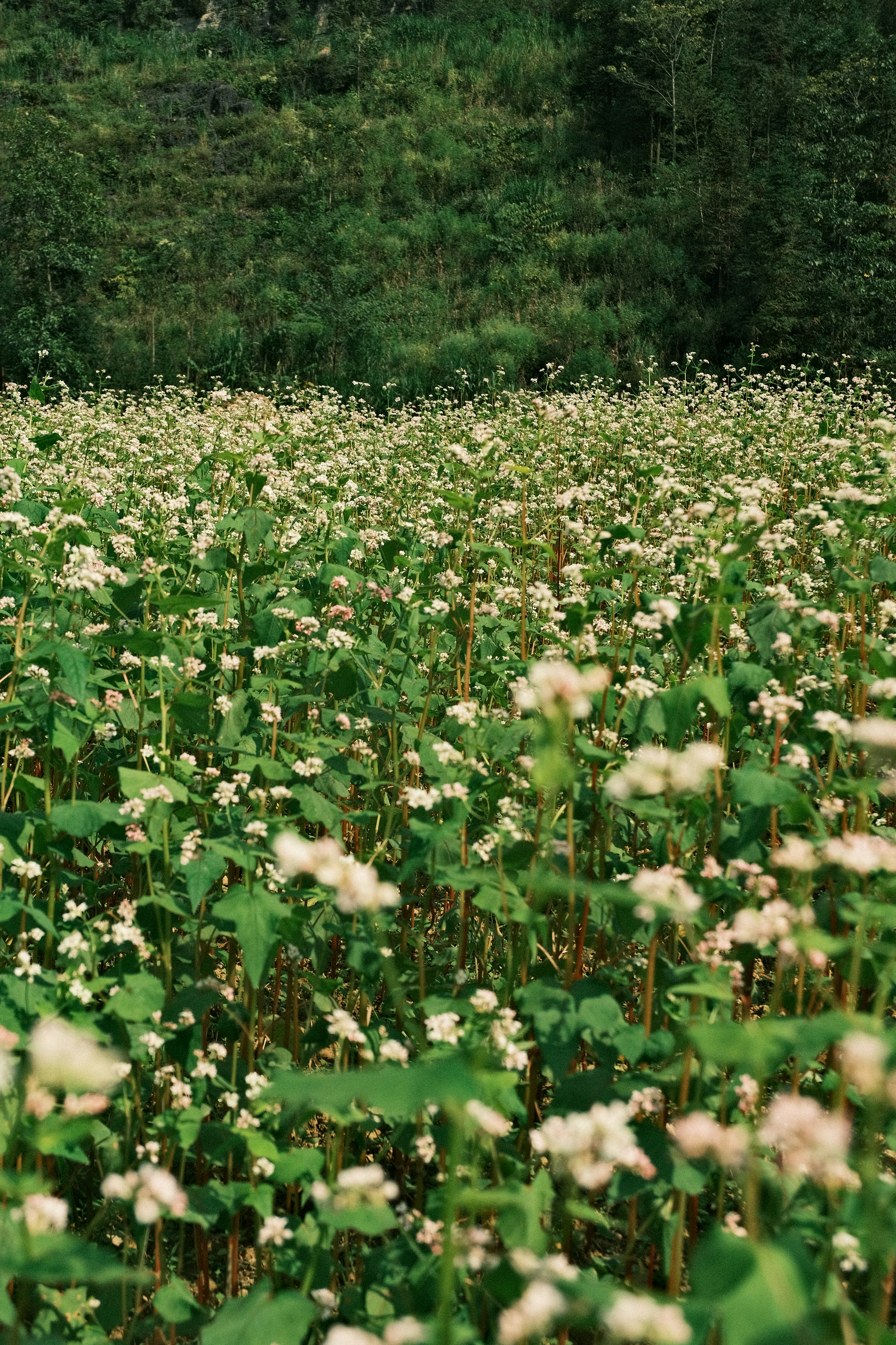 Sea of Creamy Wildflowers at the Forest Edge
