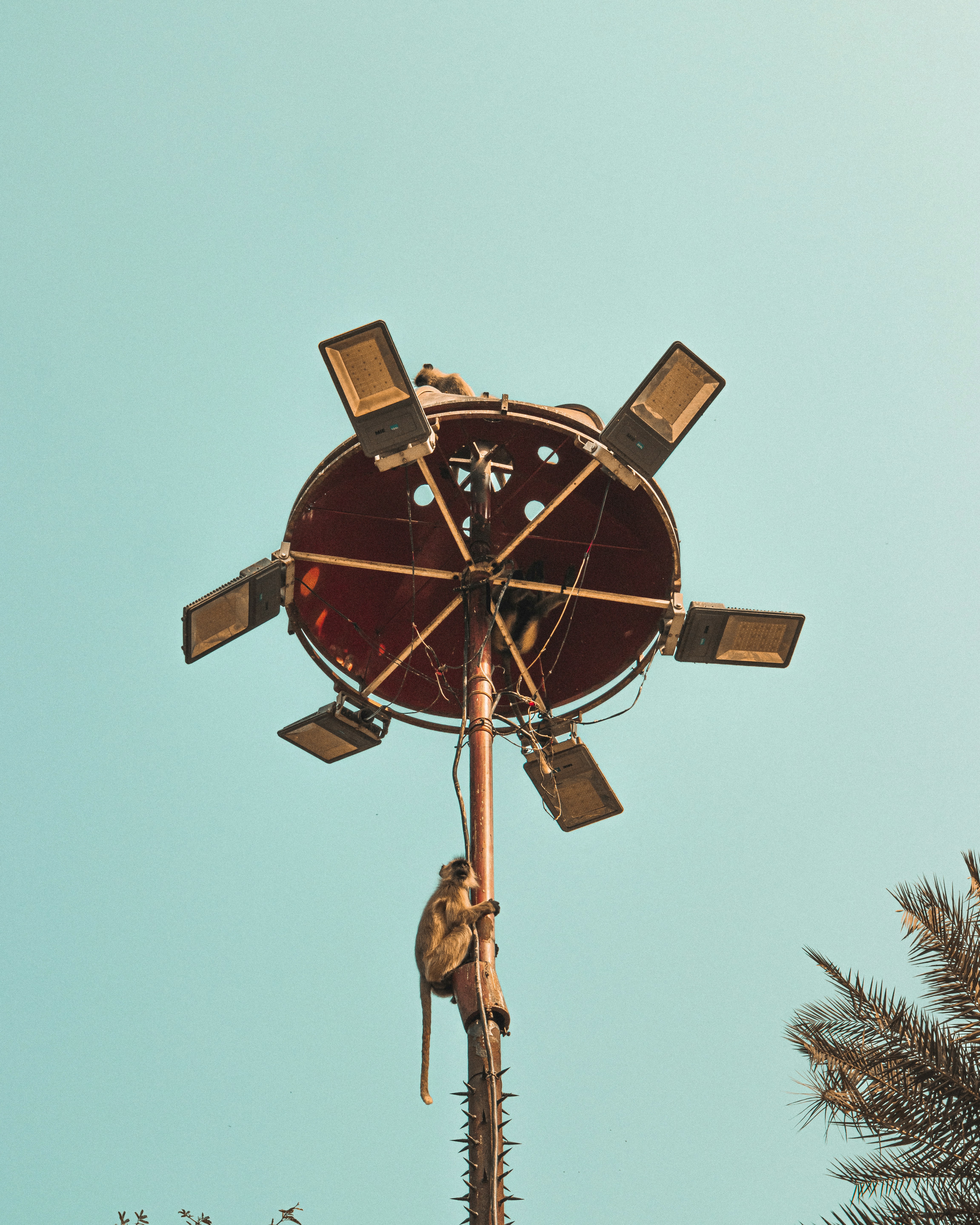 Sunward Sentinel: A Monkey Clings to a Coastal Lamp Post