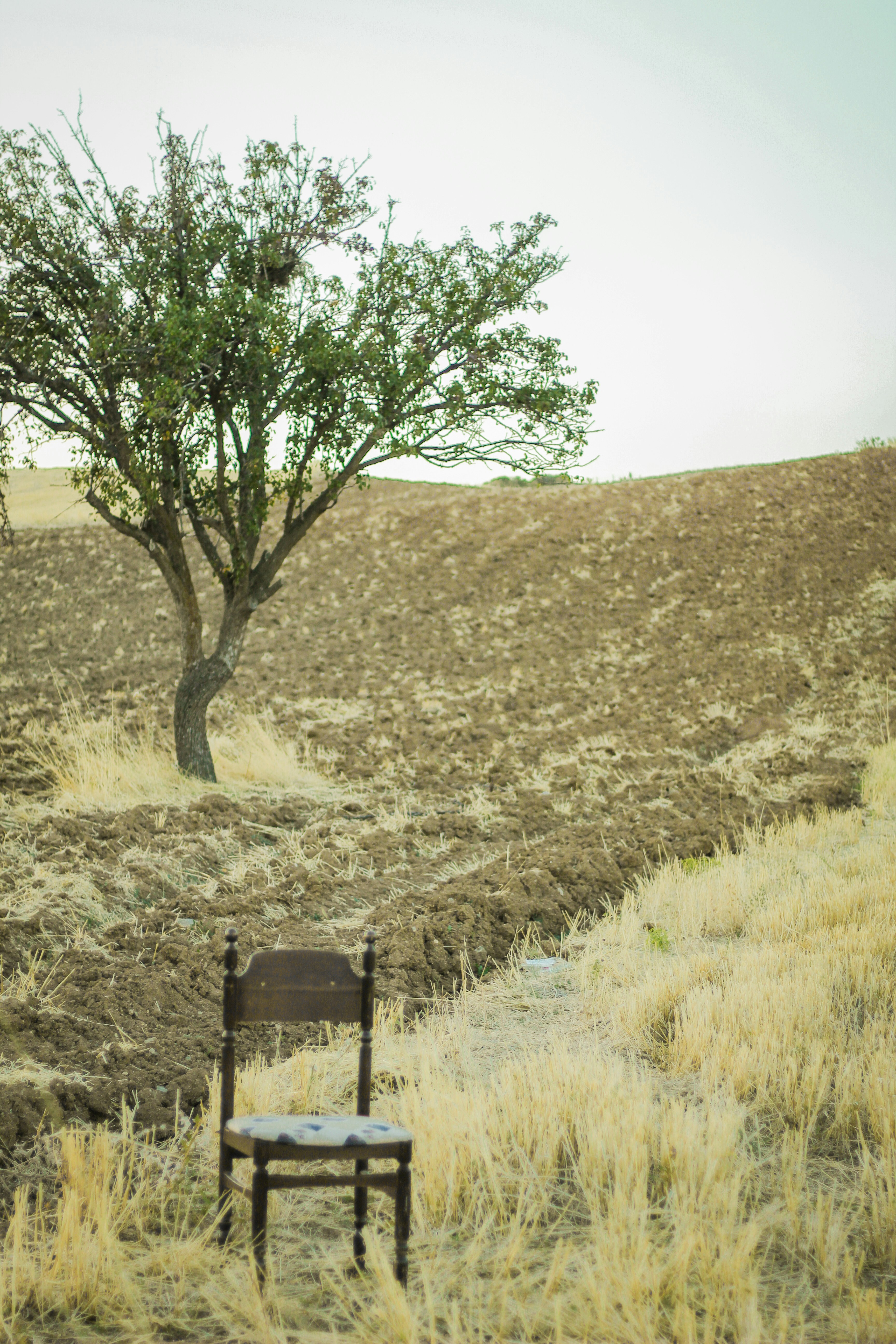 The Quiet Seat: A Wooden Chair Waiting by a Lone Tree on a Parched Plain
