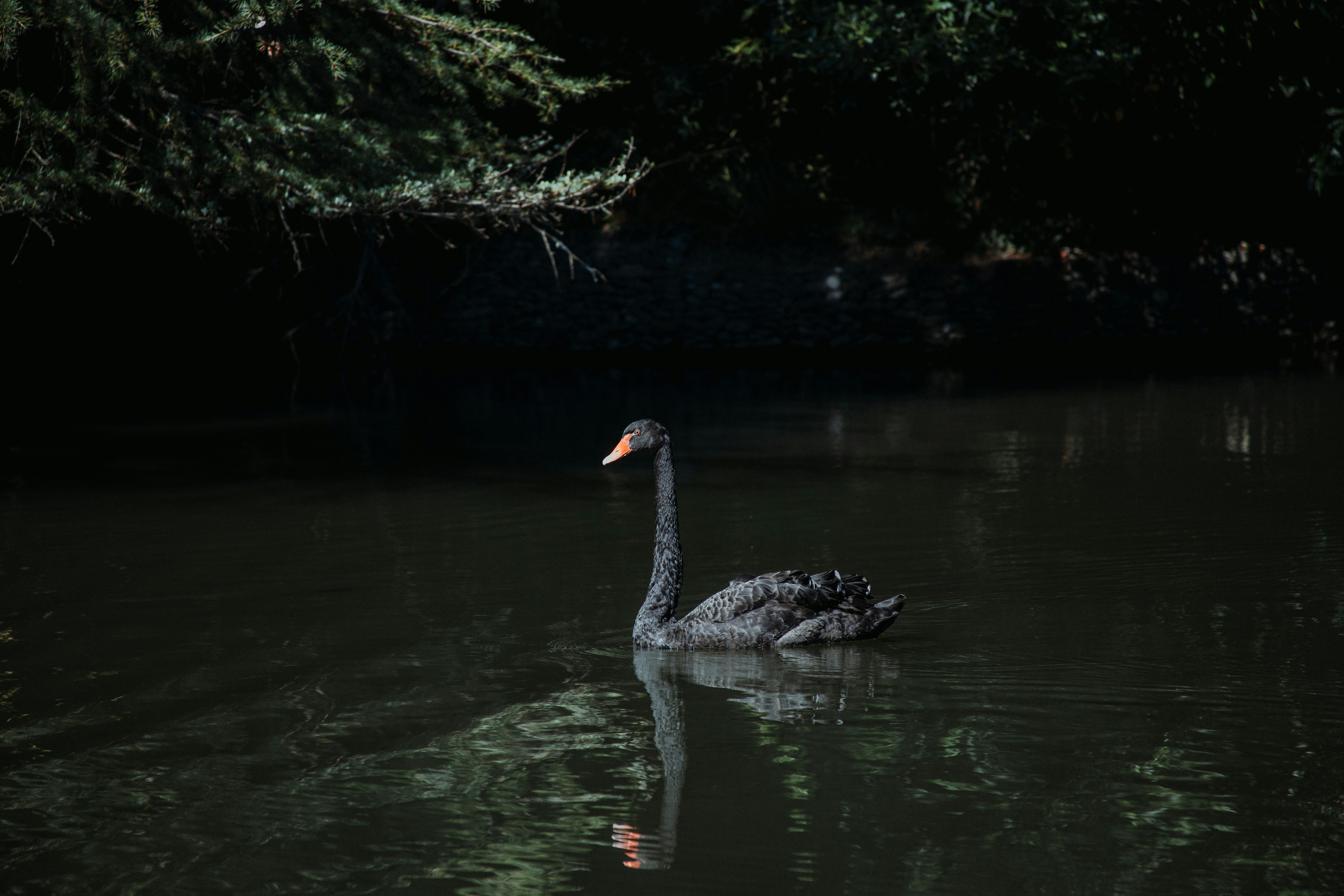 Nocturne on the Pond: A Solitary Swan in Shadowed Waters