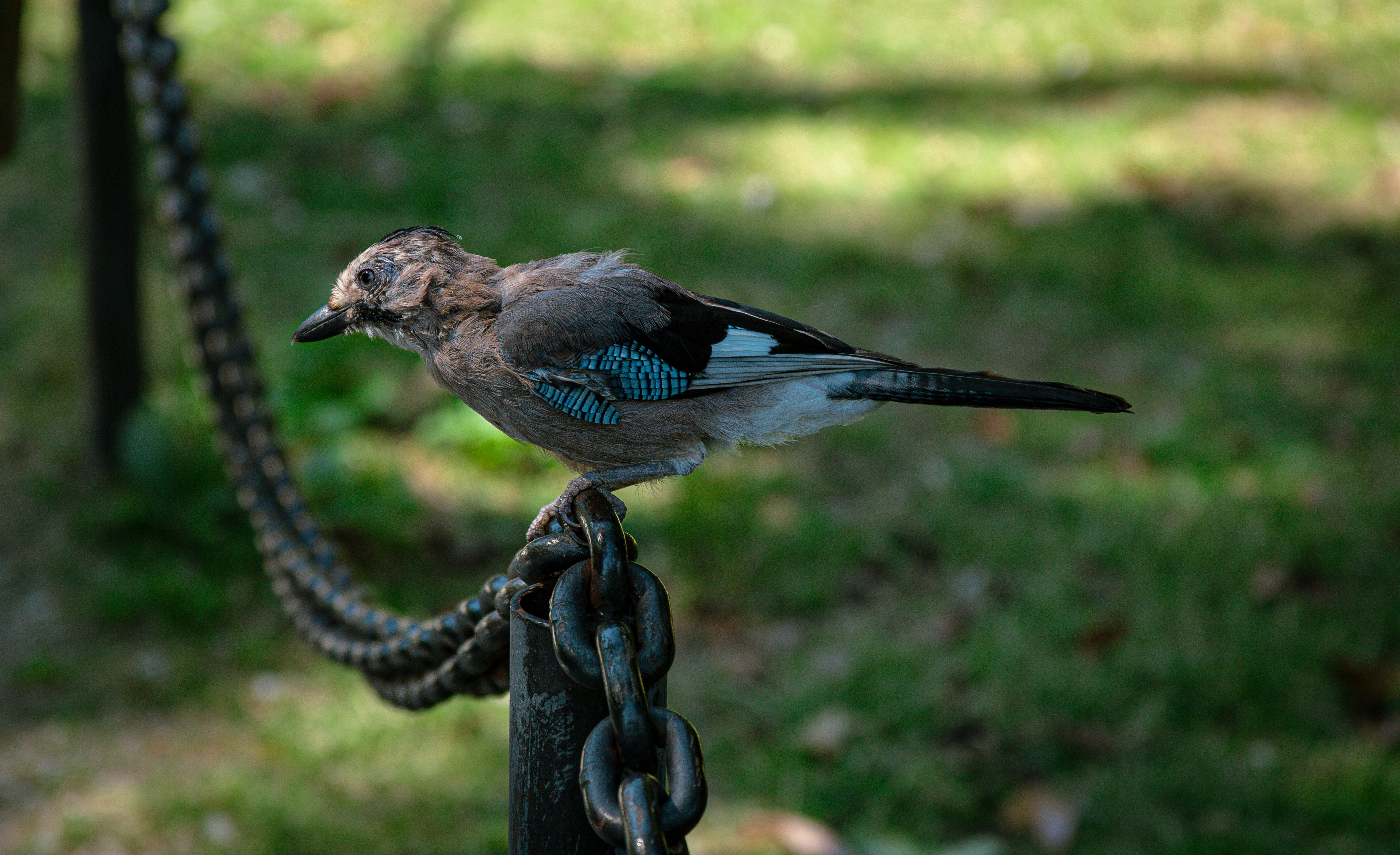 Azure-winged Magpie Perched on a Park Chain Post