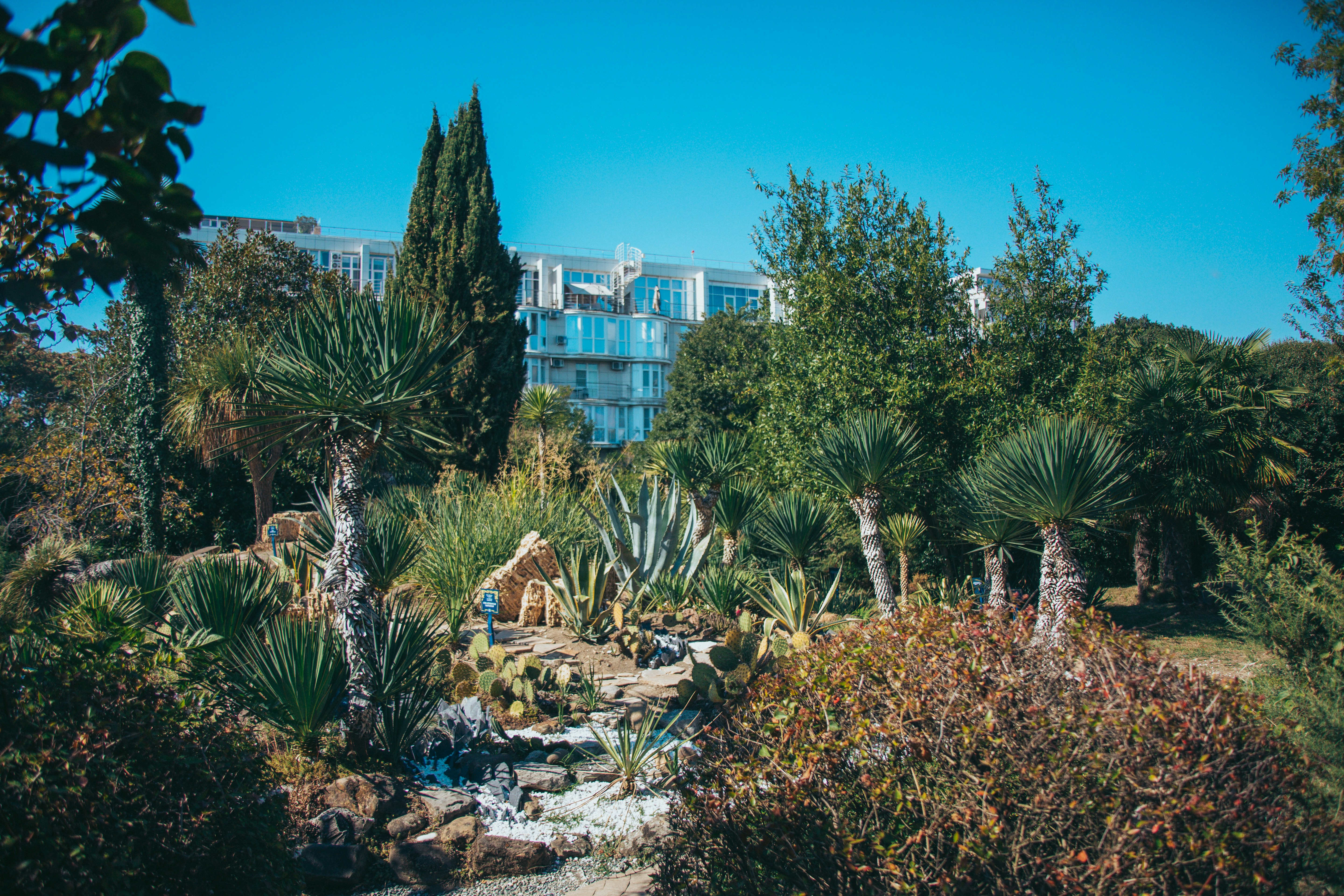 Cacti and Concrete: A Sunlit Urban Oasis