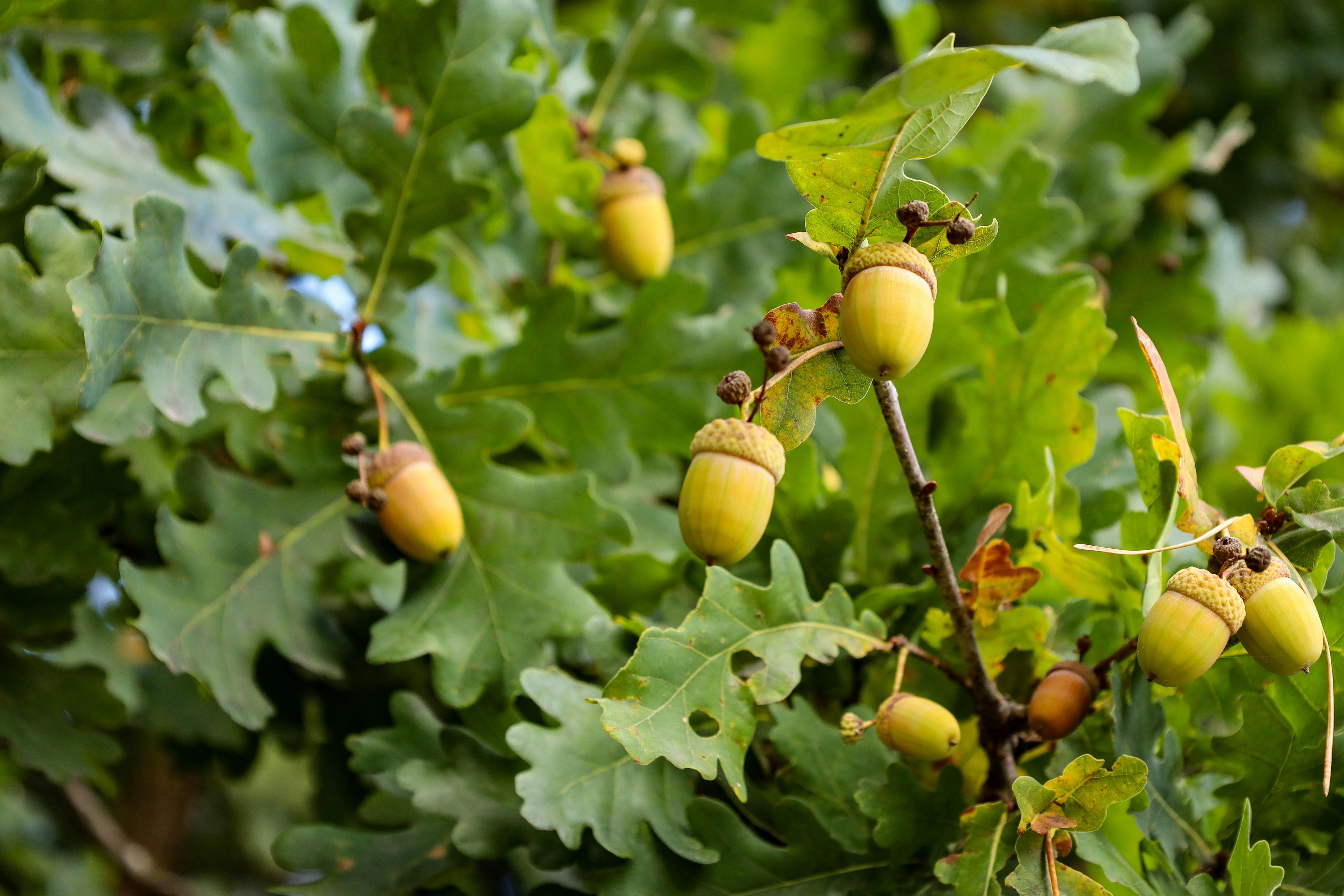 A close up of a tree with acorns growing on it photo – Free Oak tree ...