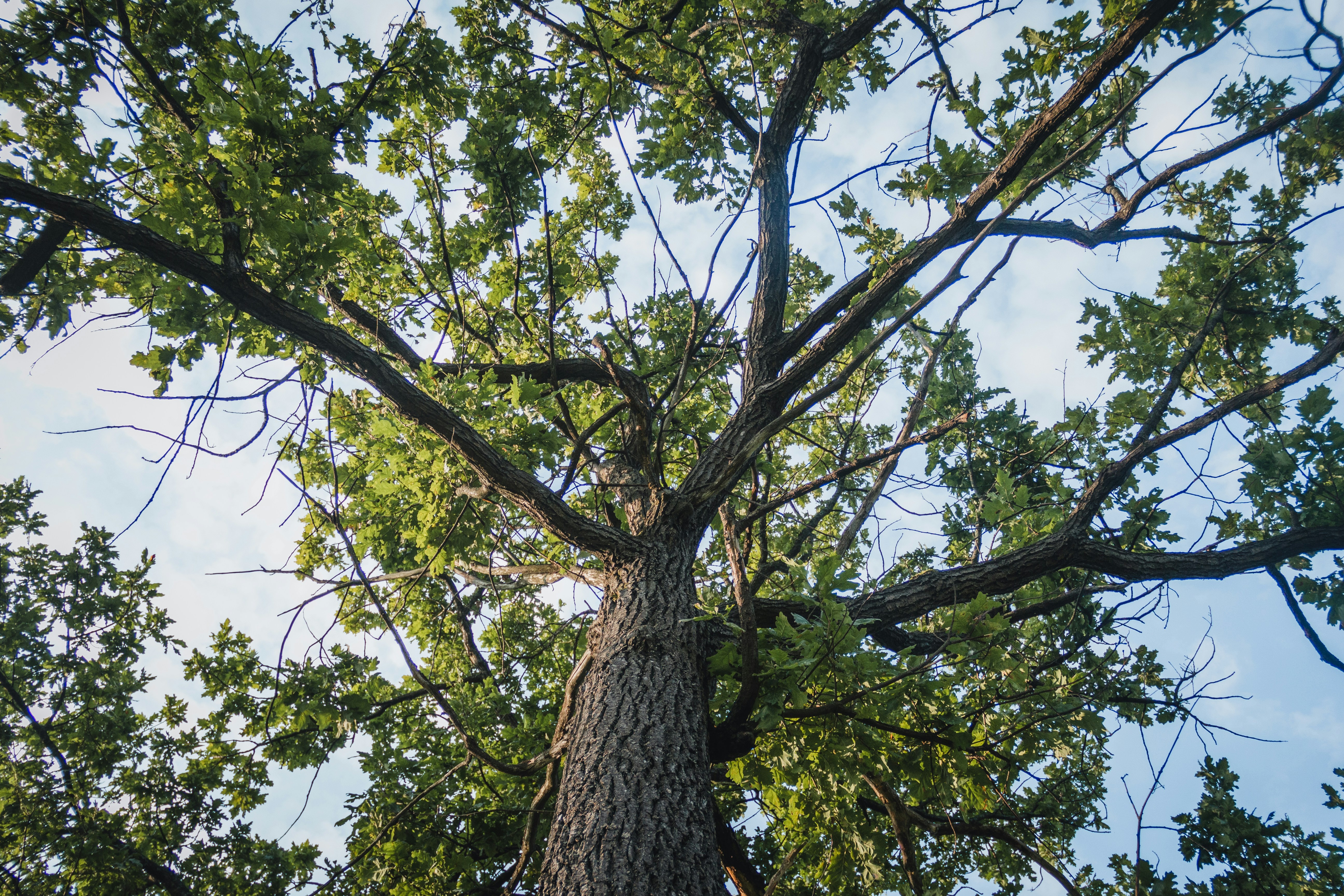 A tall tree with lots of green leaves photo – Free Travel Image on Unsplash