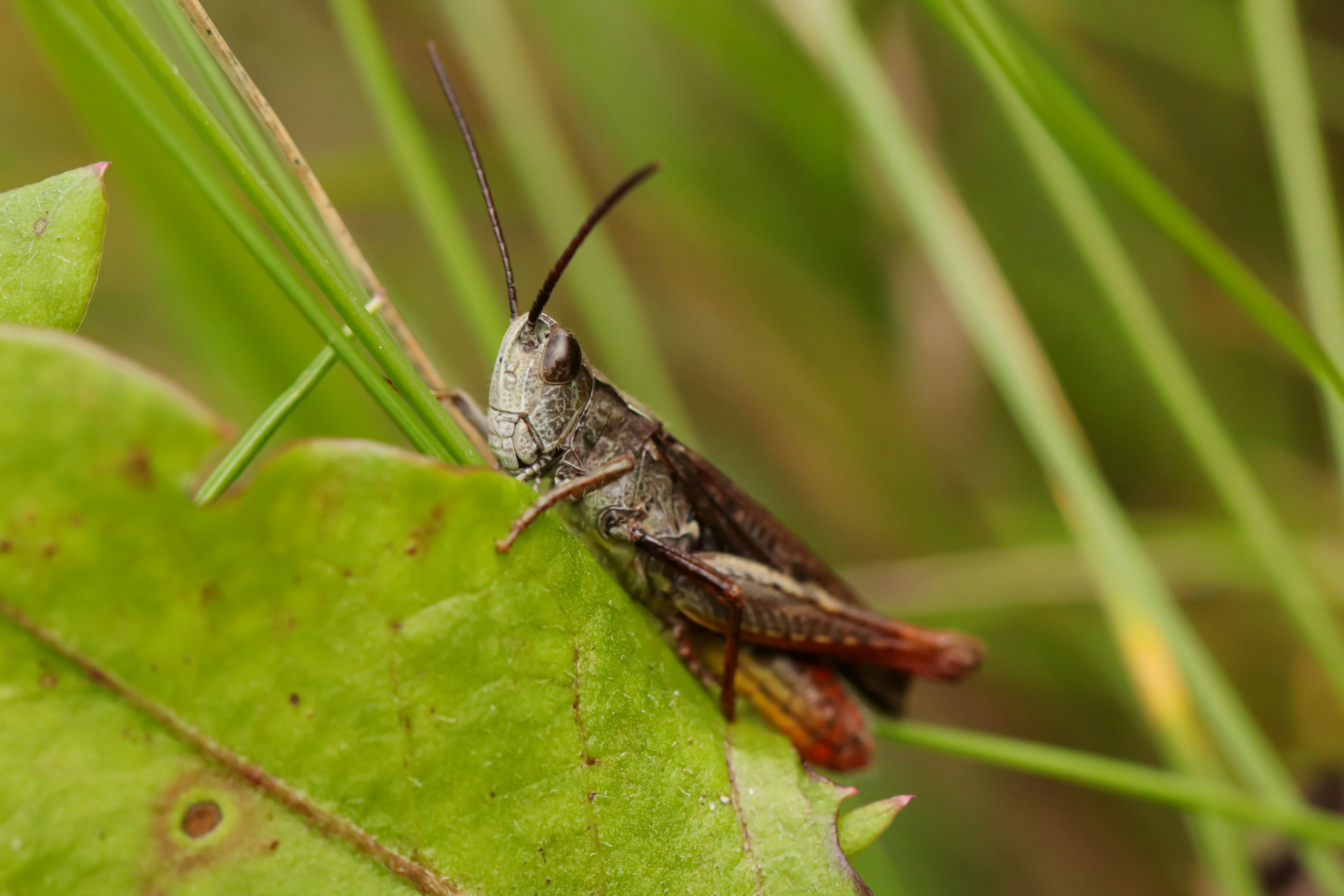 A close up of a bug on a leaf photo – Free Tapiola Image on Unsplash
