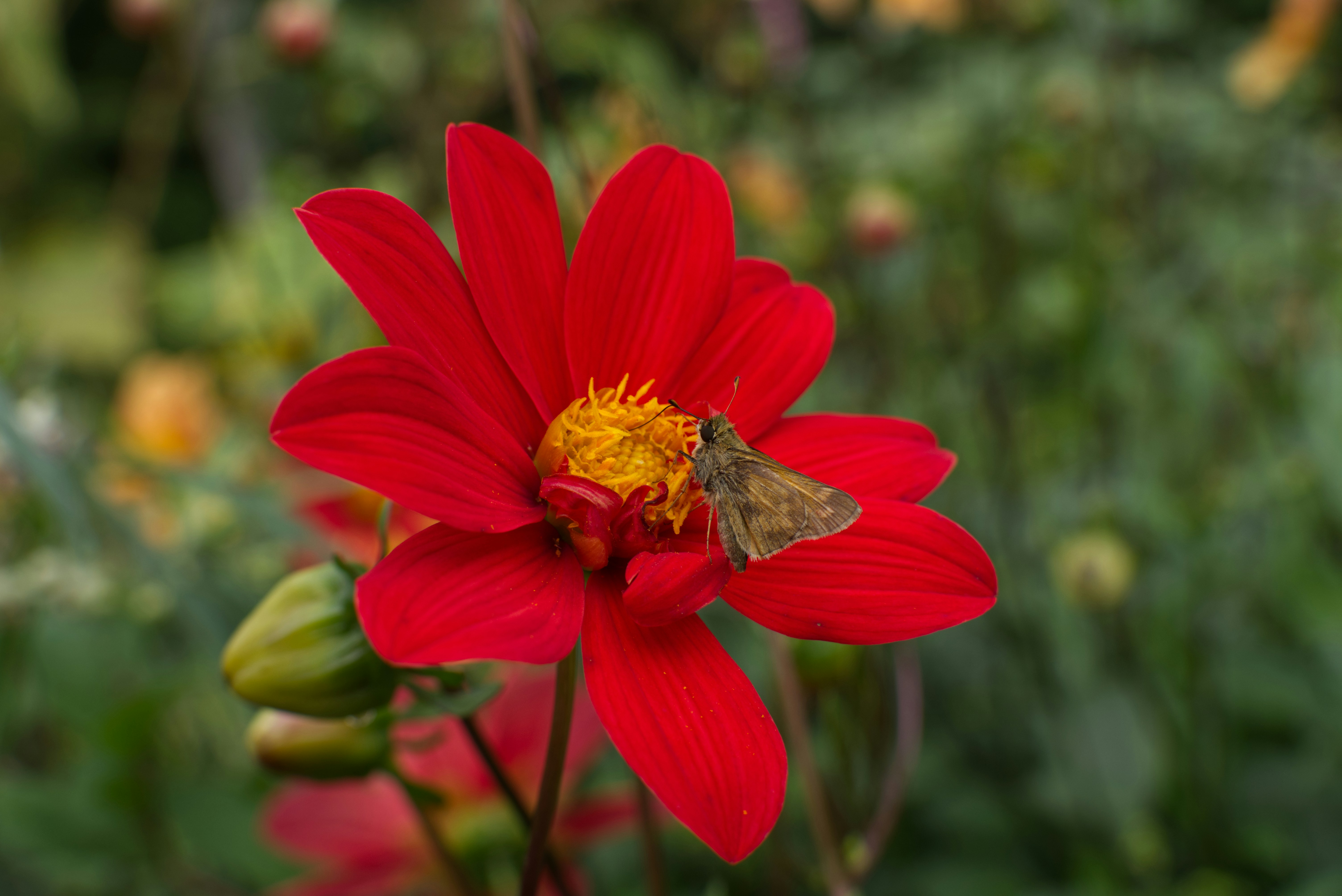 Crimson Zinnia with a Moth: A Quiet Pause on Red Petals