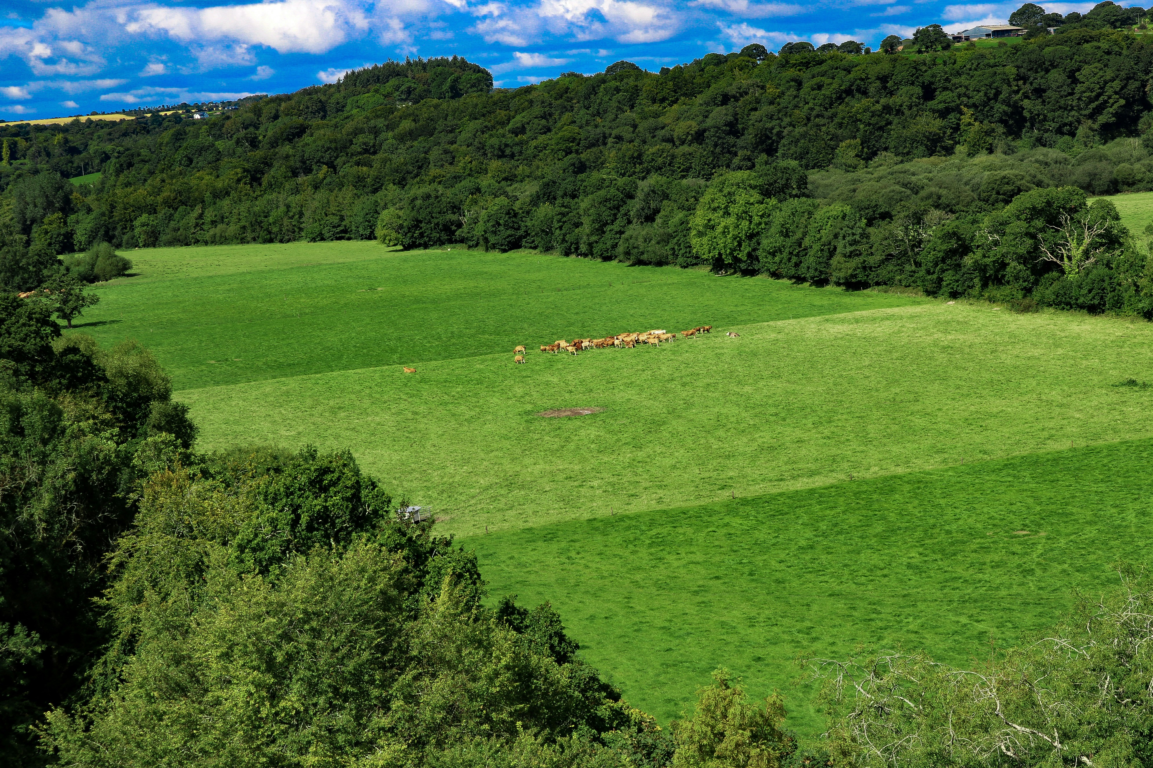 Foto Una manada de animales pastando en un exuberante campo verde ...