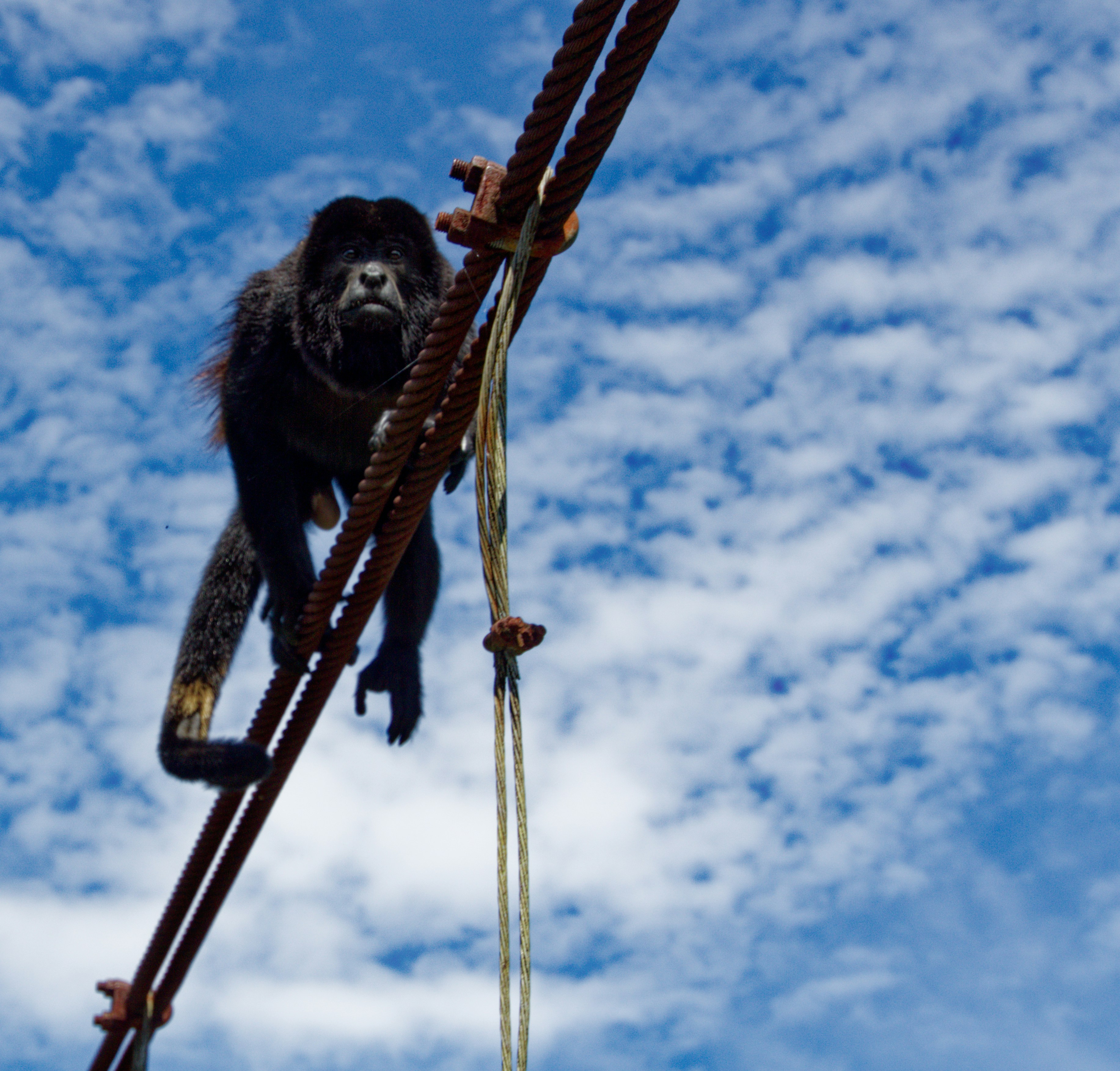 A monkey hanging from a rope on a cloudy day photo – Free Animal Image ...