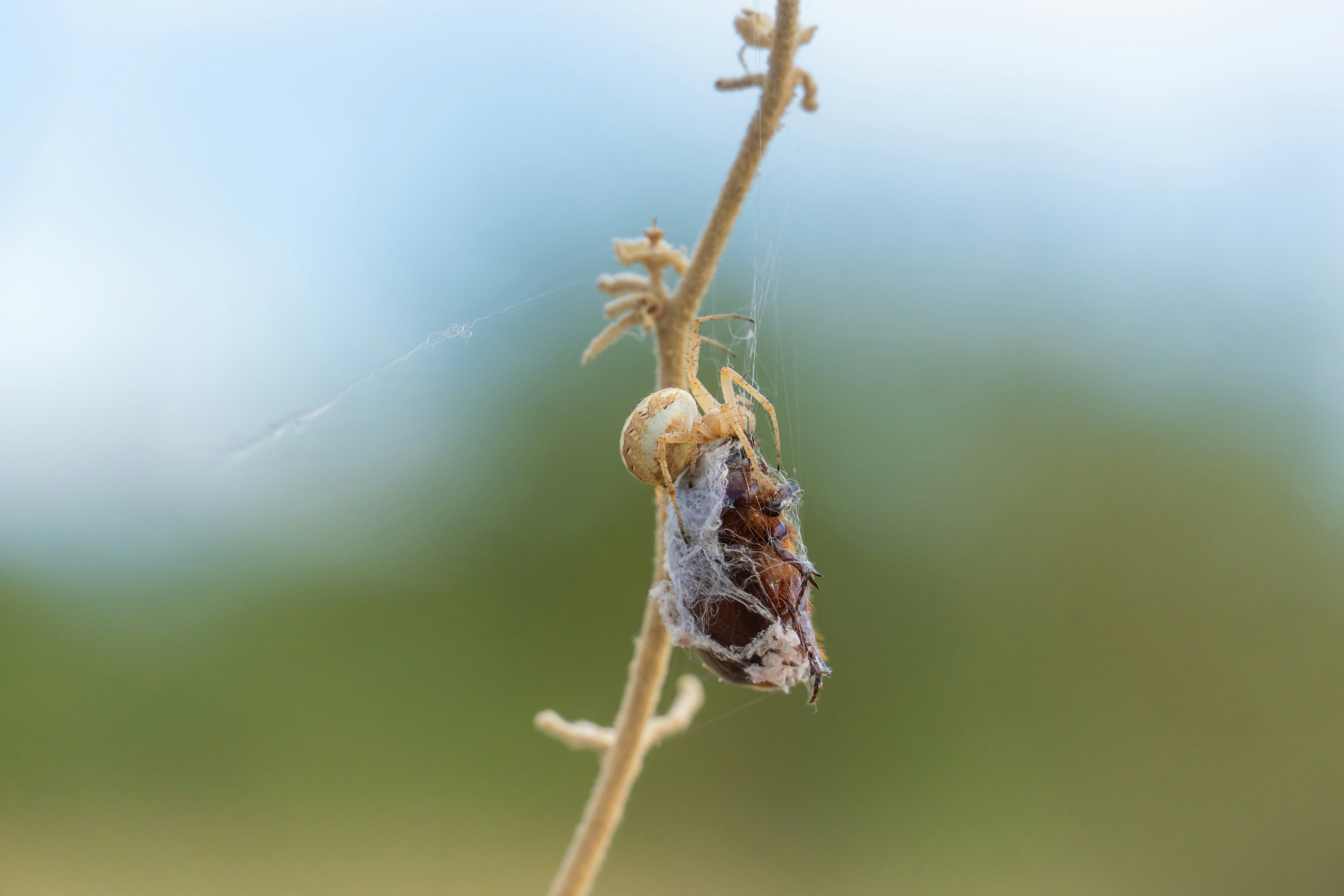 Solitary dried capsule clinging to a slender twig, framed by a hazy blue-green bokeh