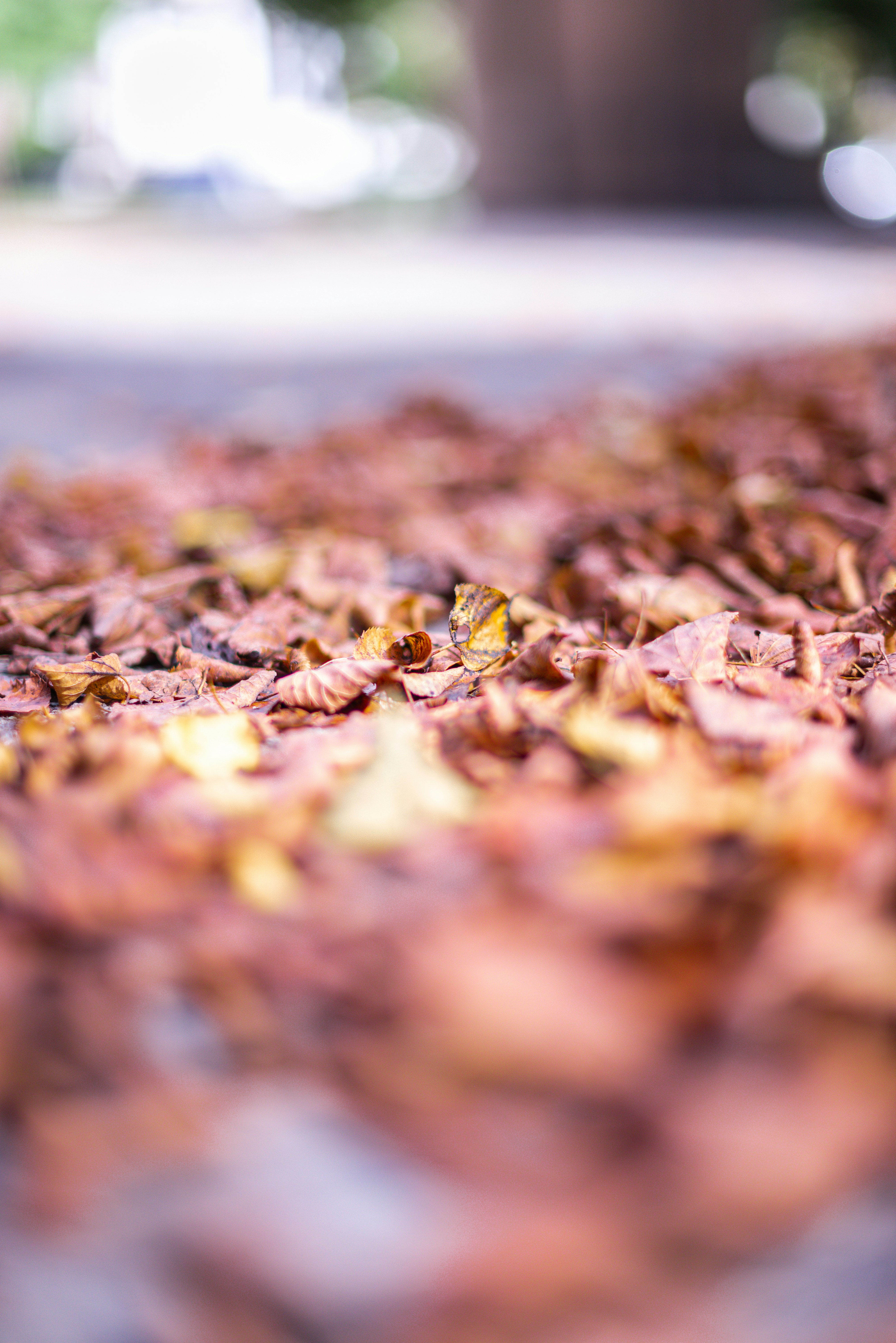 Autumn Ground: Leaves in Soft Focus at the Edge of a Quiet Path