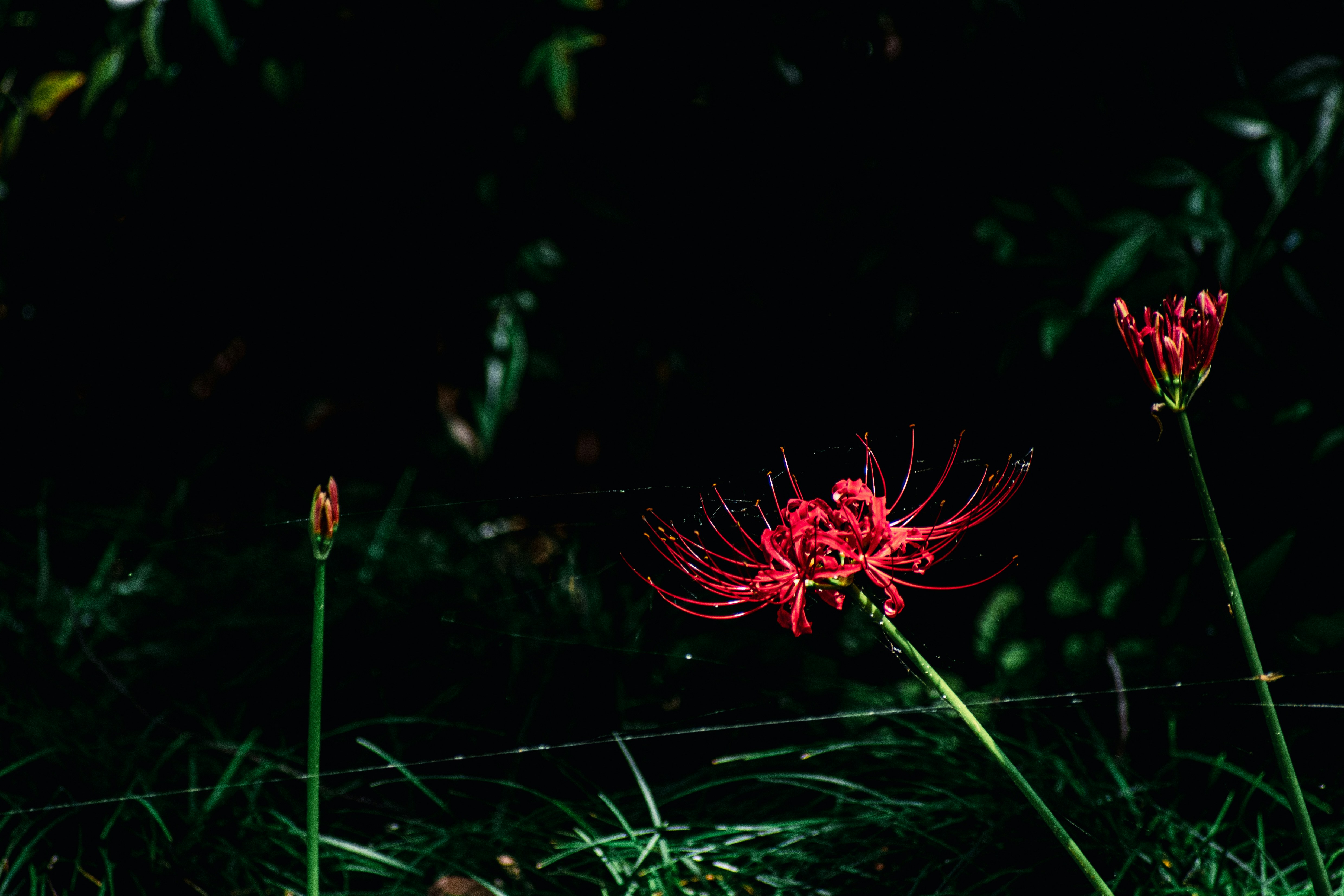 Photo by Lin Qiu Yi Wan with Nikon D3400