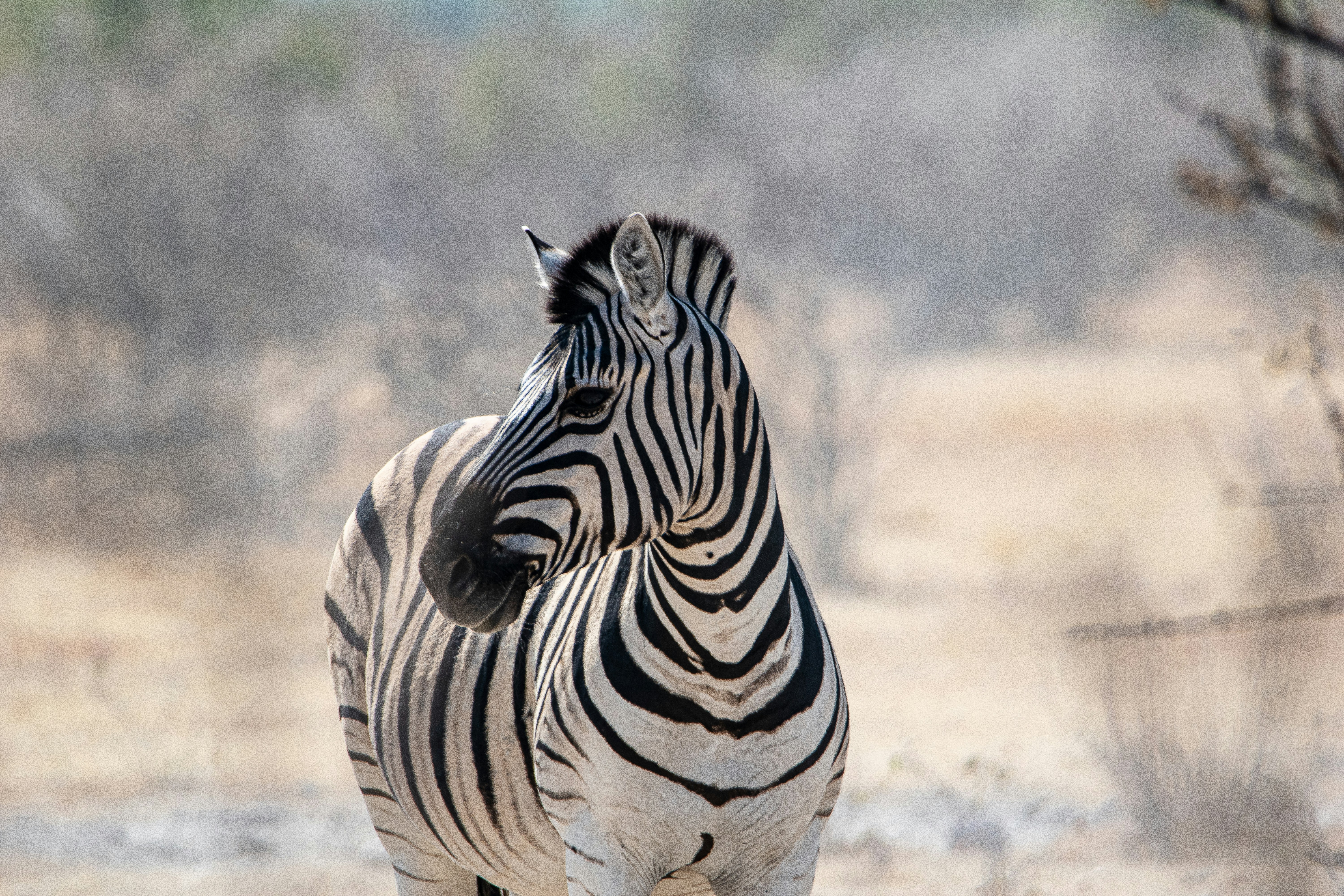 14 Fascinating Facts About Zebras and Their Stripes - Animals Around ...