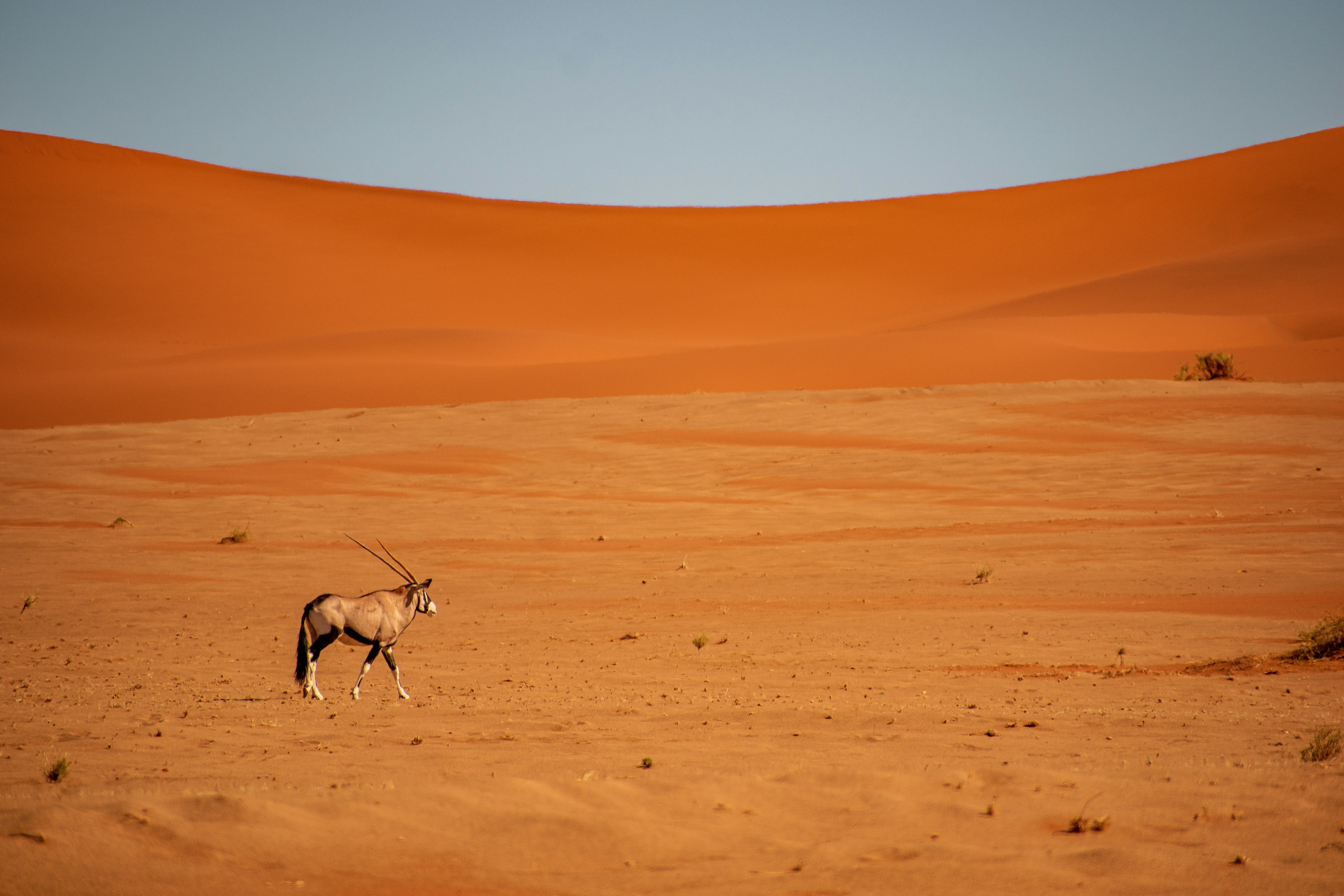 A single antelope in the middle of a desert photo – Free Namibia Image ...