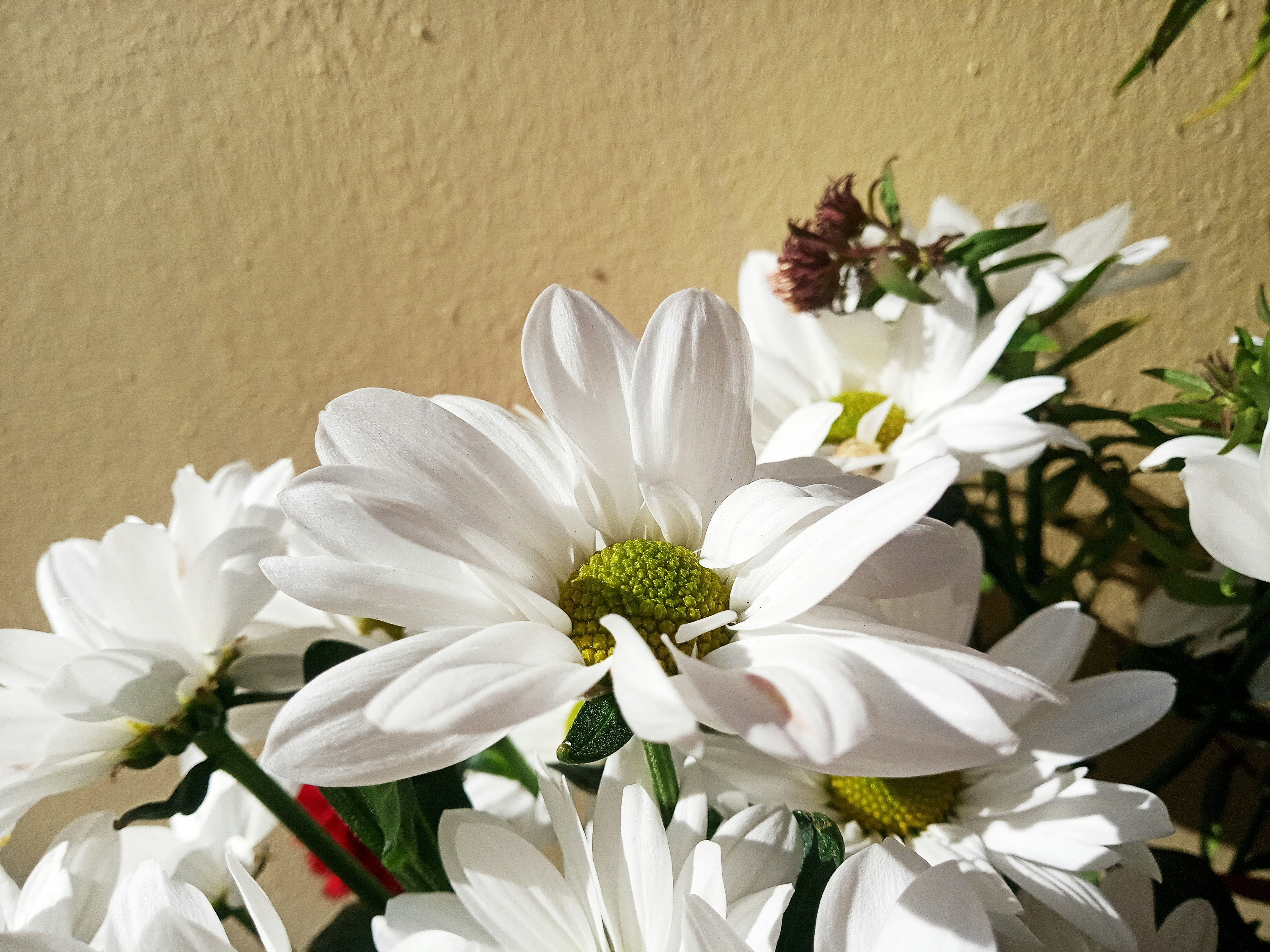 Close-up of white daisies with yellow centers bathed in warm sunlight against a textured beige wall.