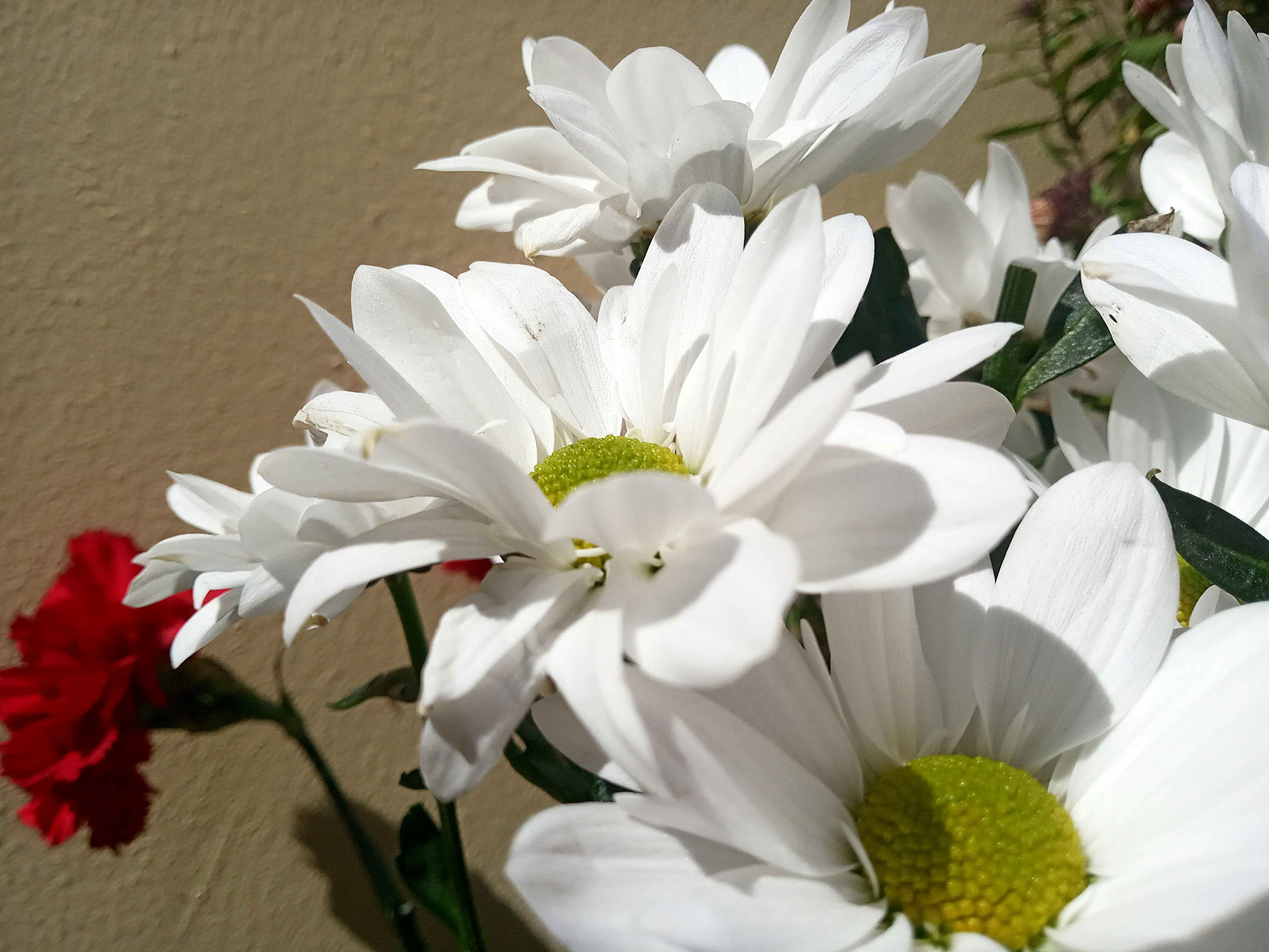 Close-up of white daisies with bright yellow centers basking in sunlight against a beige wall, with a hint of a red bloom in the background.