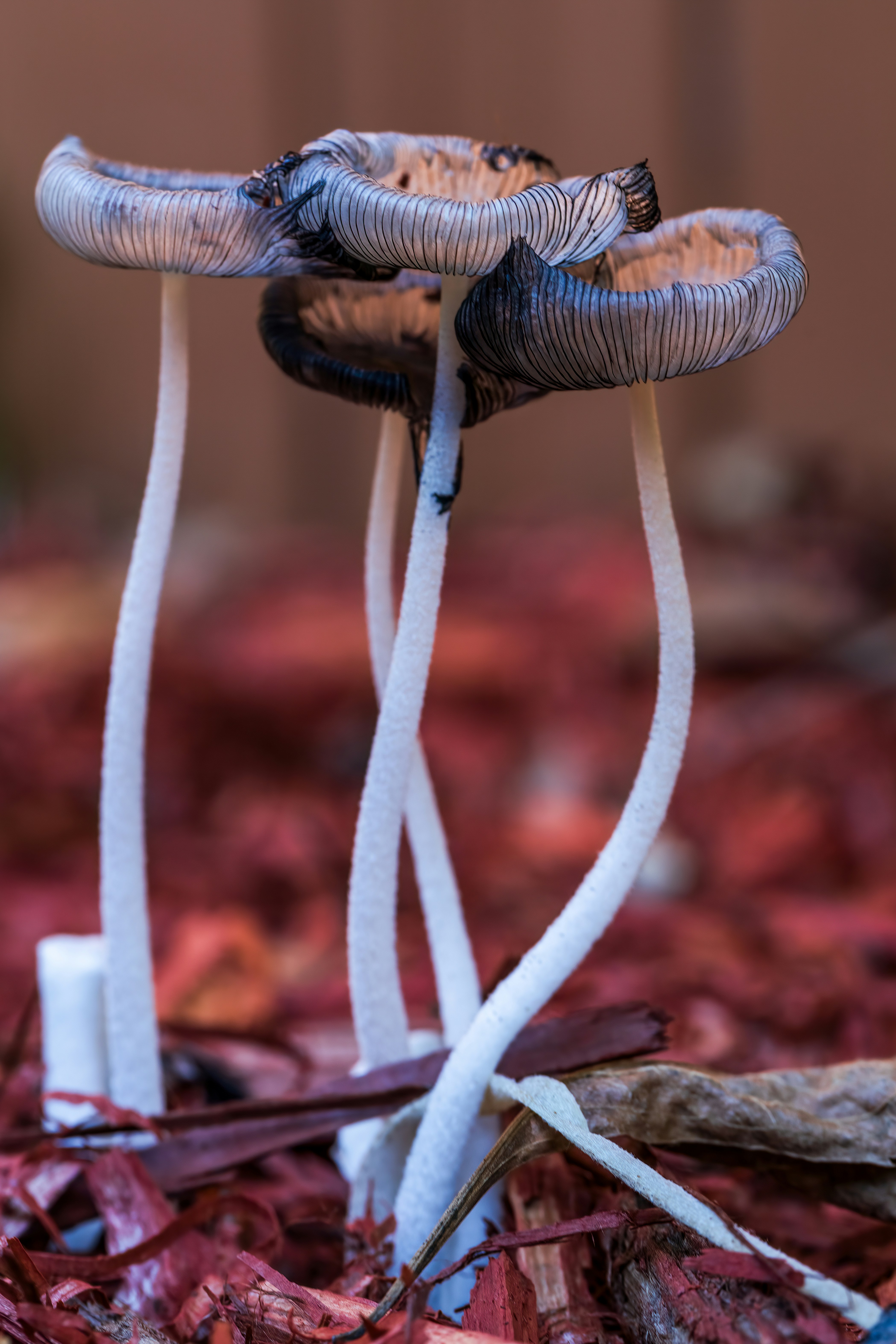 Nature's Whimsical Sculptures: The Enigmatic Fungi