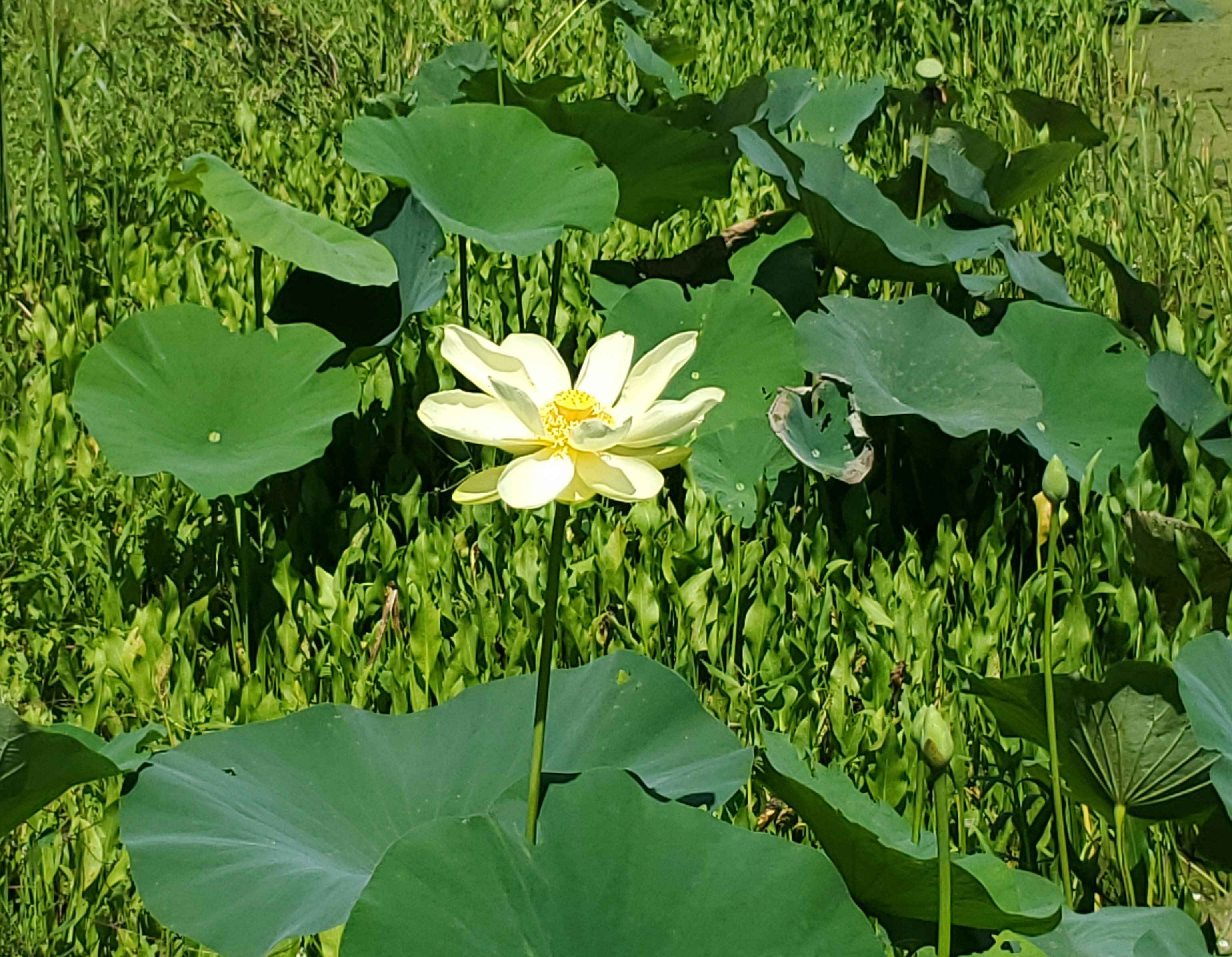 Sunlit White Lotus Amid Broad Green Leaves