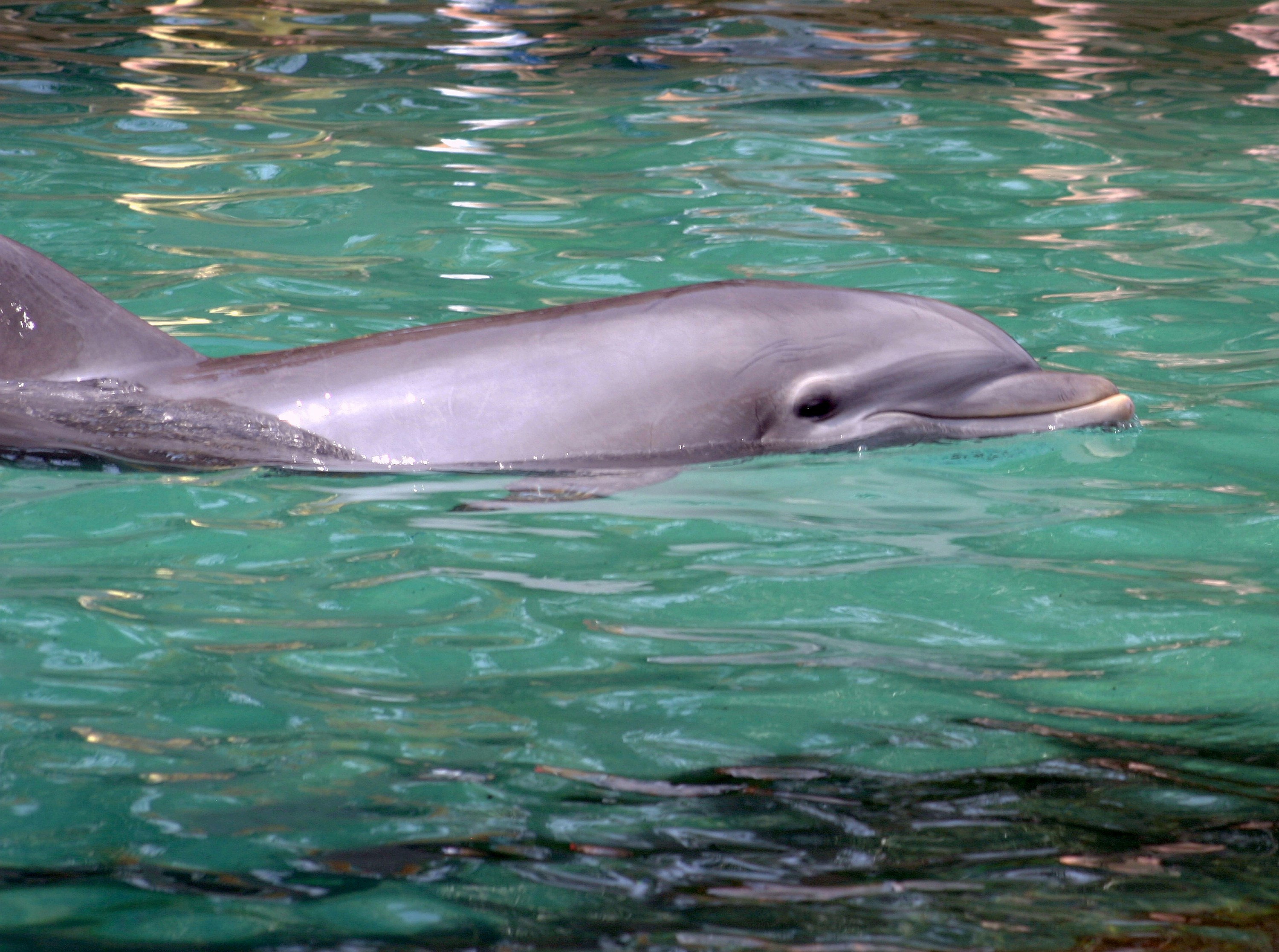 Close-up photograph of a bottlenose dolphin gliding just beneath turquoise water. The animal's streamlined form and the rippling reflections create a sense of calm motion.