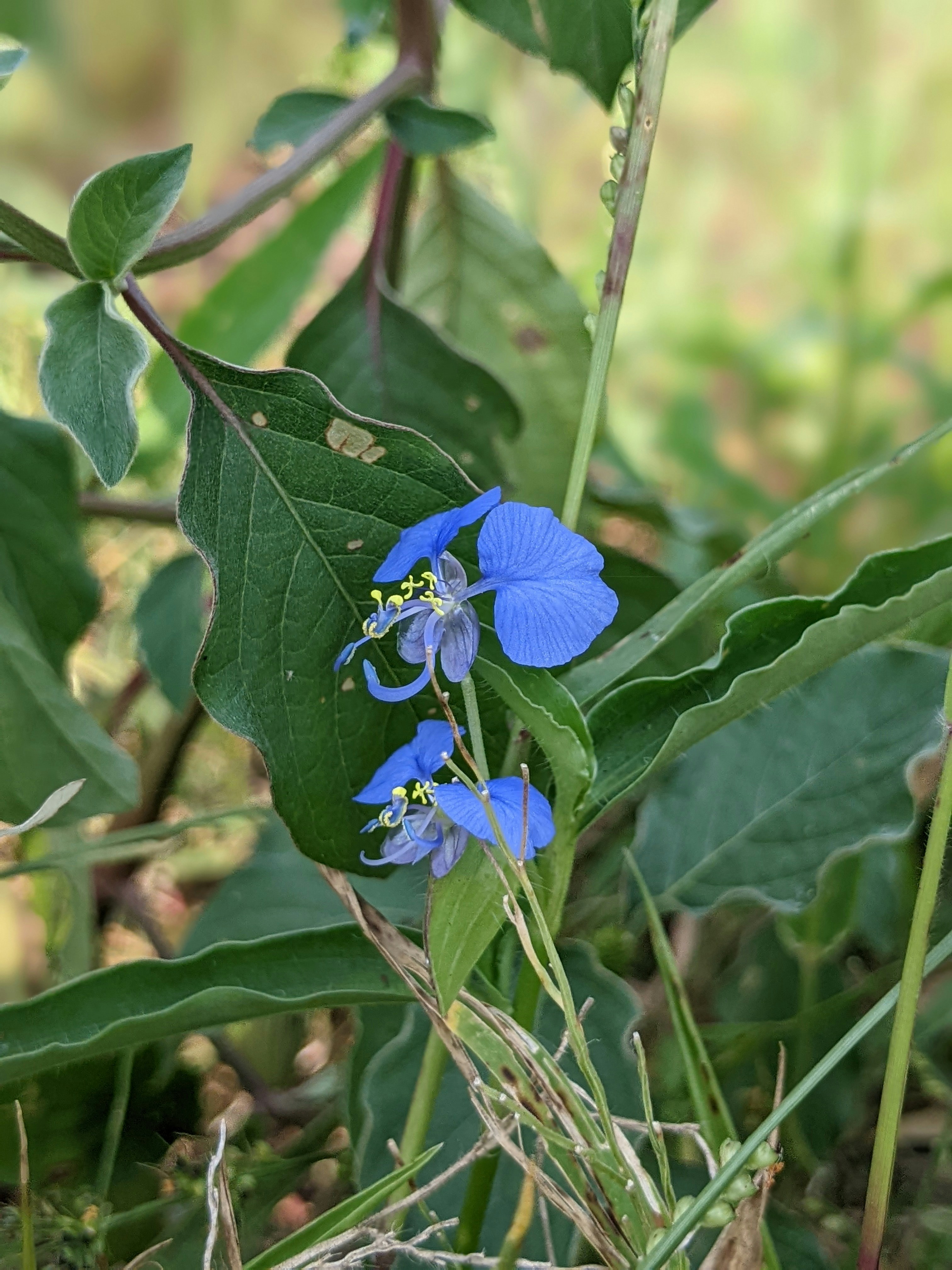 Azure Morning Glories Weave Through a Tangled Green Veil